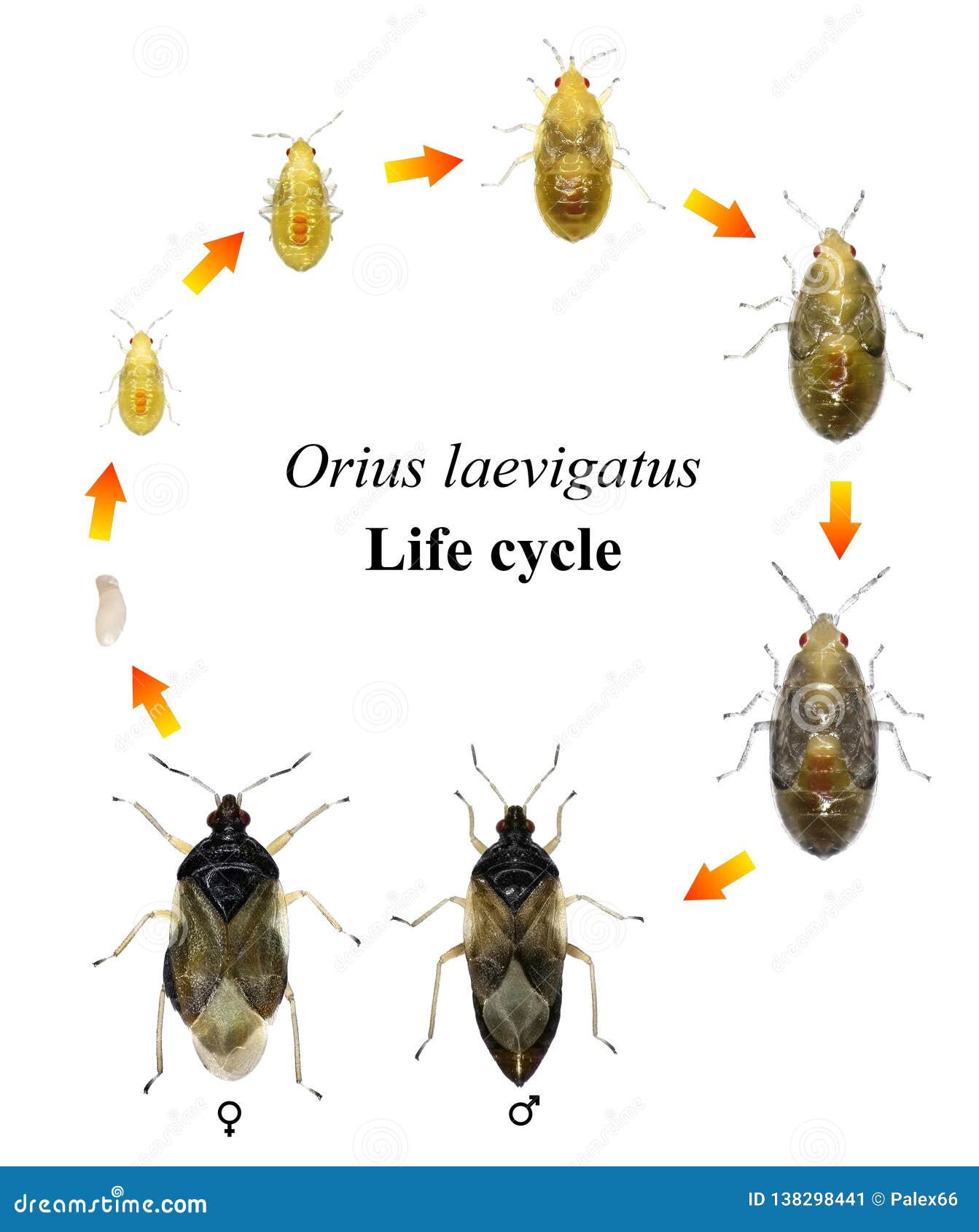 Ciclo de vida del insecto imagen de archivo. Imagen de enfermedad ...