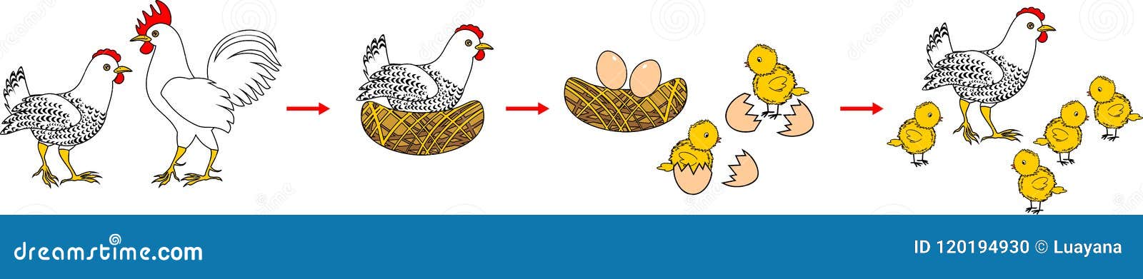 Ciclo de vida del pollo ilustración del vector. Ilustración de etapa ...