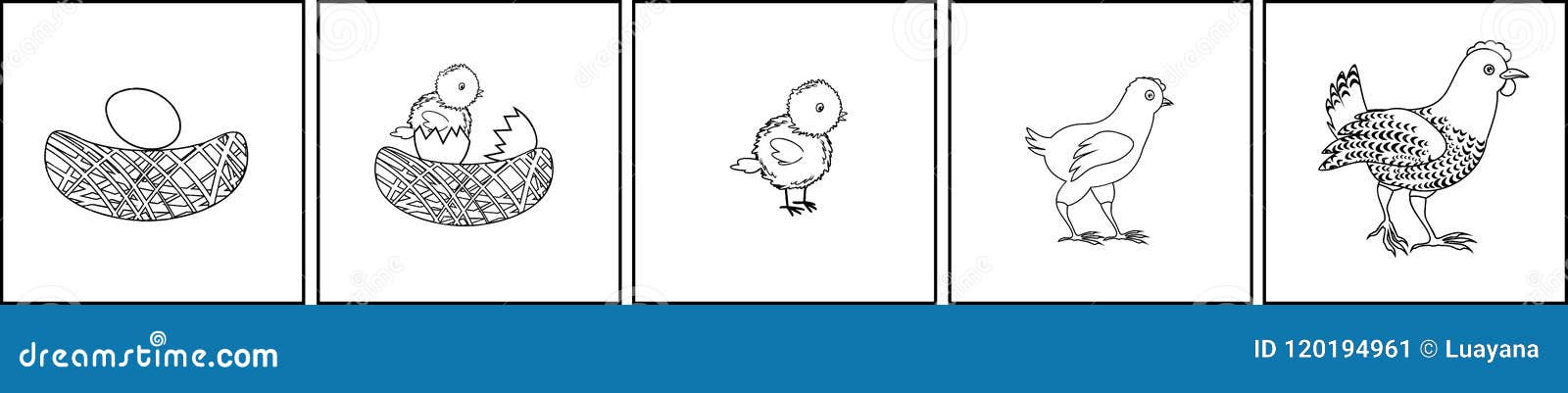 Ciclo de vida del pollo ilustración del vector. Ilustración de gallina ...