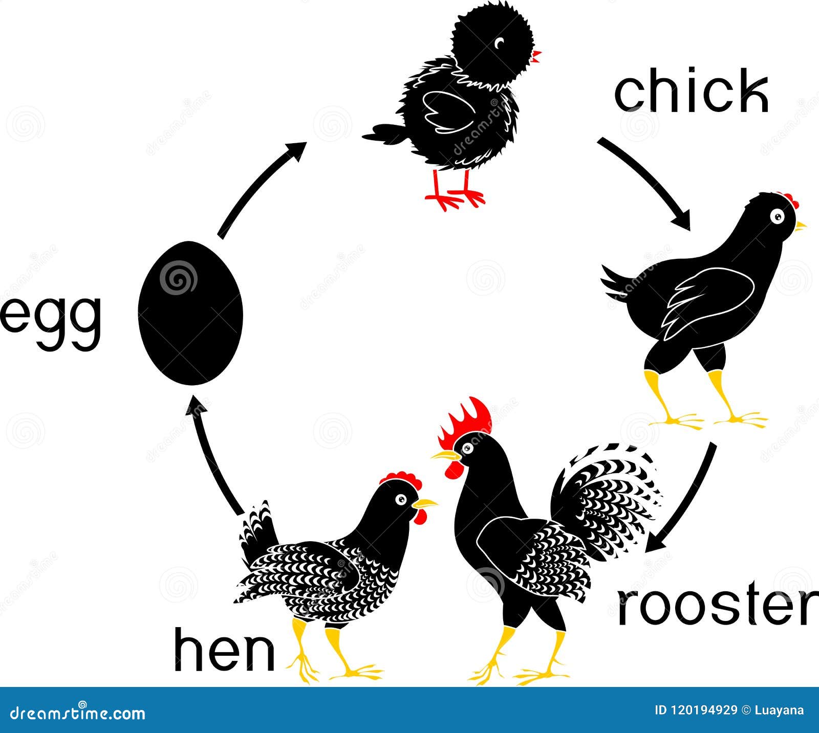 Ciclo De Vida Del Pollo Con Títulos Ilustración del Vector ...