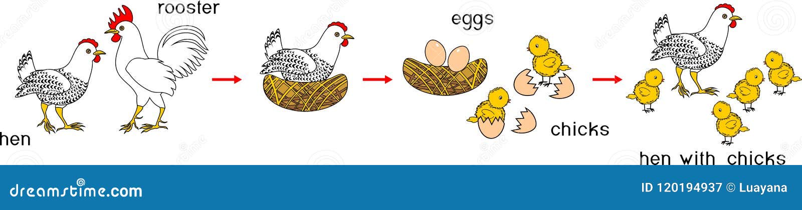 Ciclo De Vida Del Pollo Con Títulos Ilustración del Vector ...