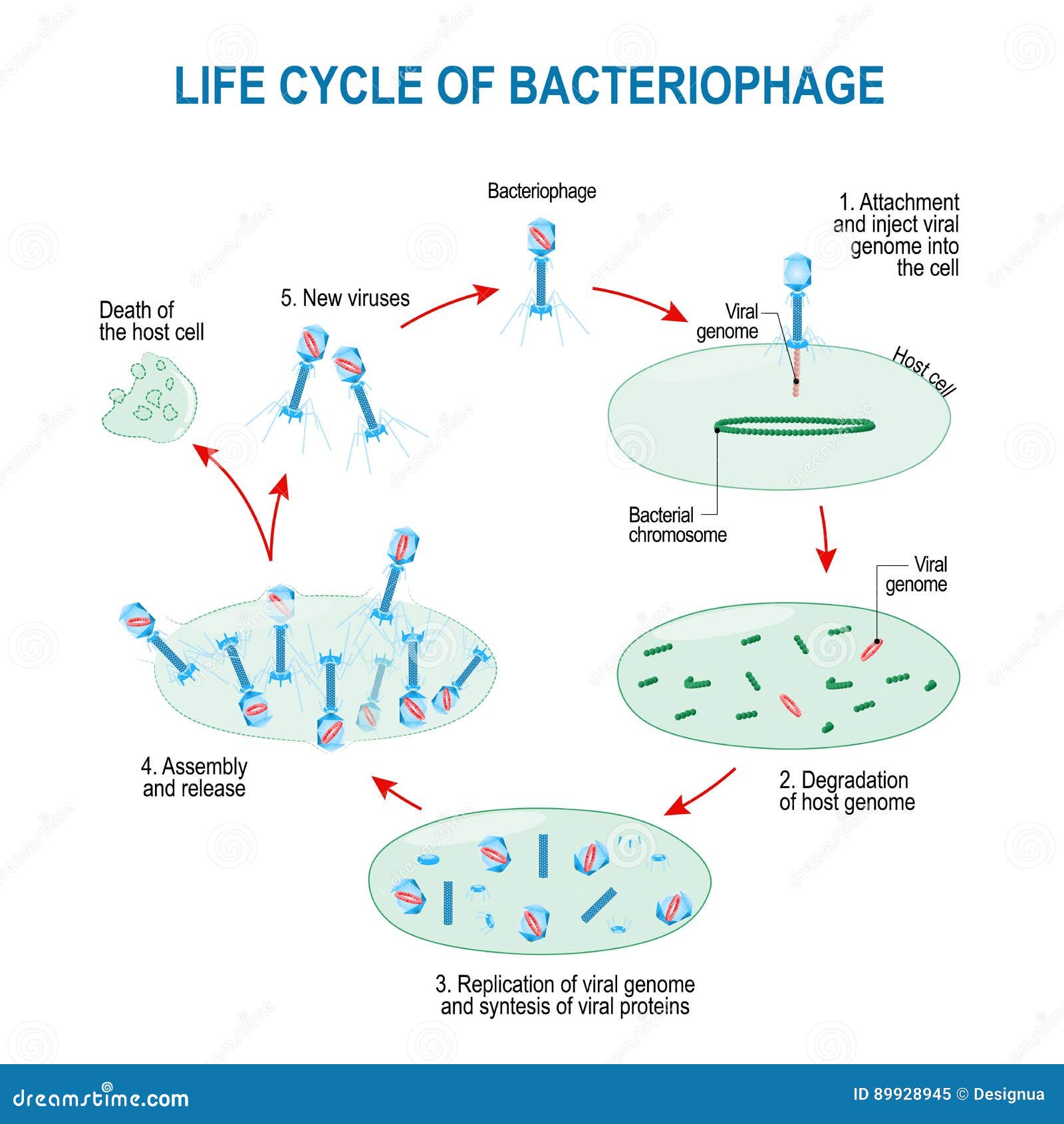 Ciclo De Vida Do Bacteriófago Ilustração do Vetor - Ilustração de ...