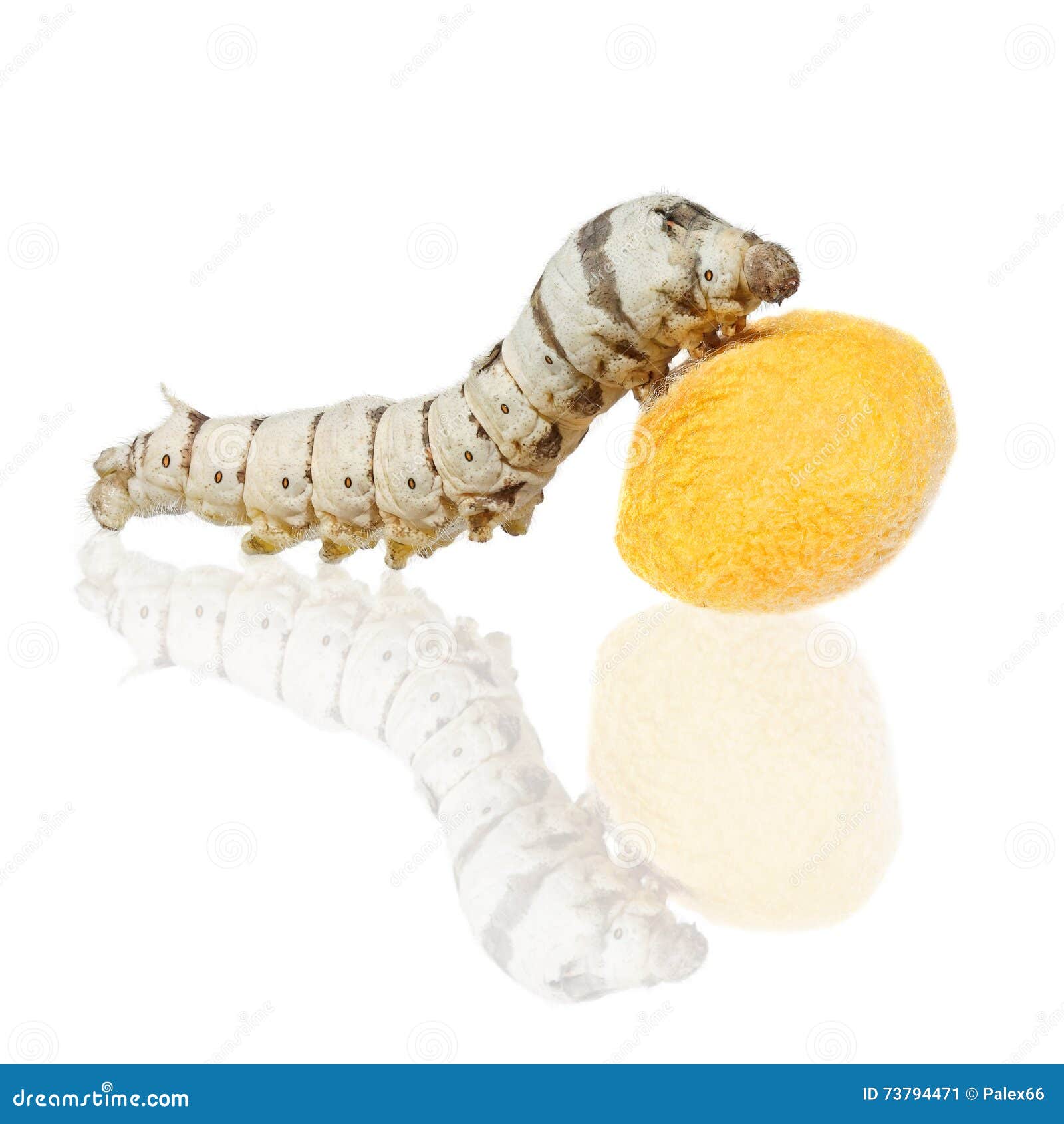 Ciclo De Vida Do Bicho-da-seda Imagem de Stock - Imagem de colocar ...