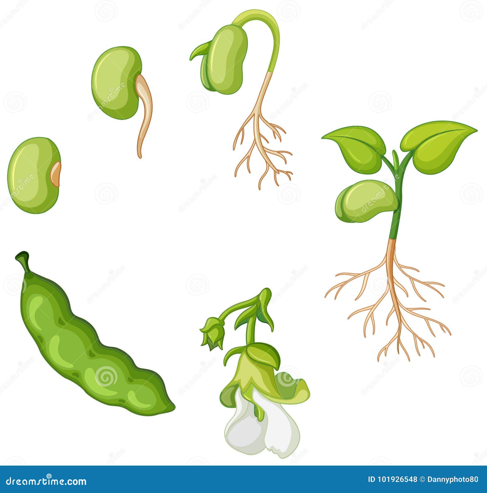 Ciclo De Vida De La Haba Verde Ilustración del Vector - Ilustración de ...