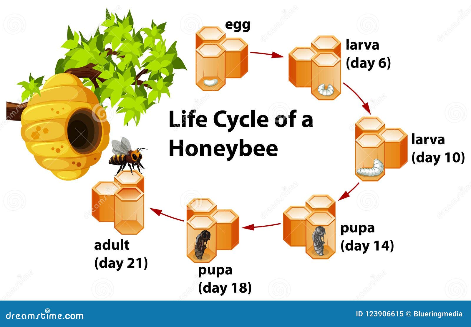 Ciclo De Vida De Uma Abelha Ilustração do Vetor - Ilustração de colmeia ...