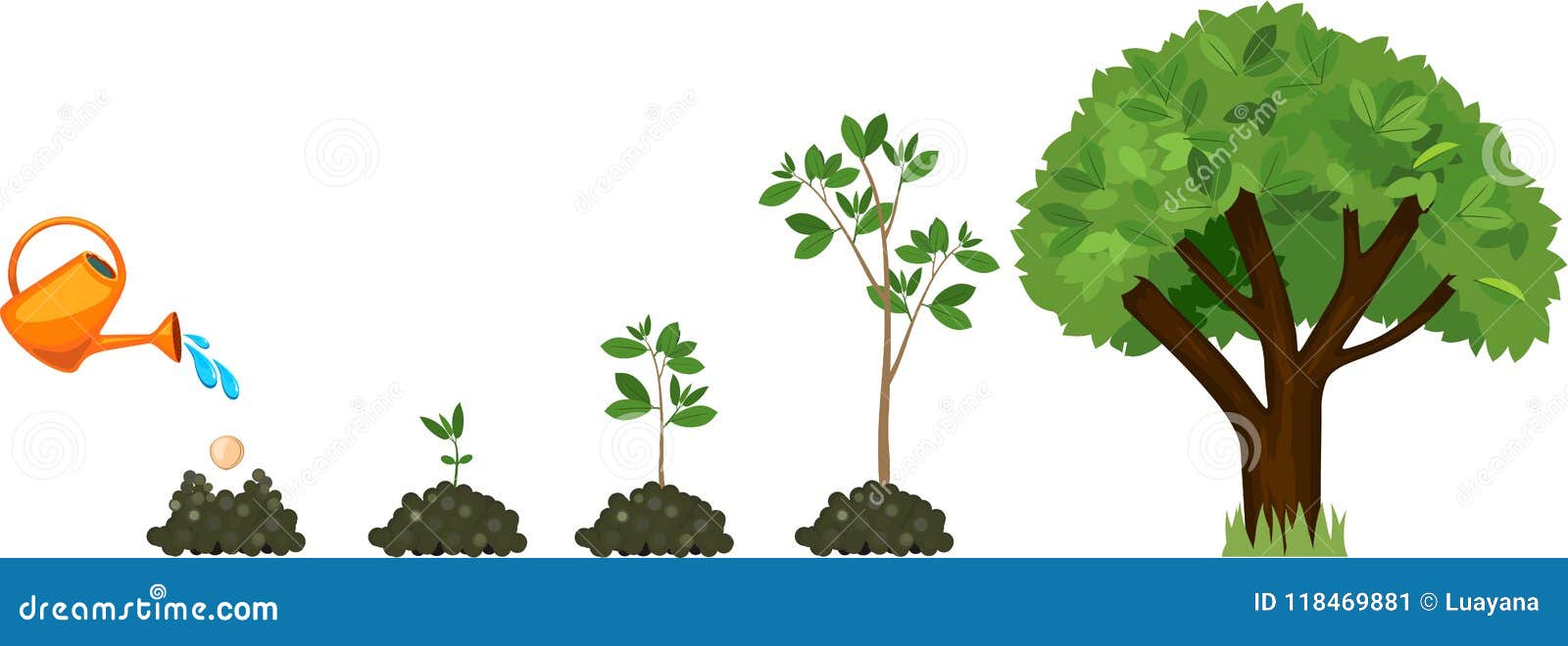 Ciclo De Vida De Un árbol De La Semilla Al árbol Grande Ilustración