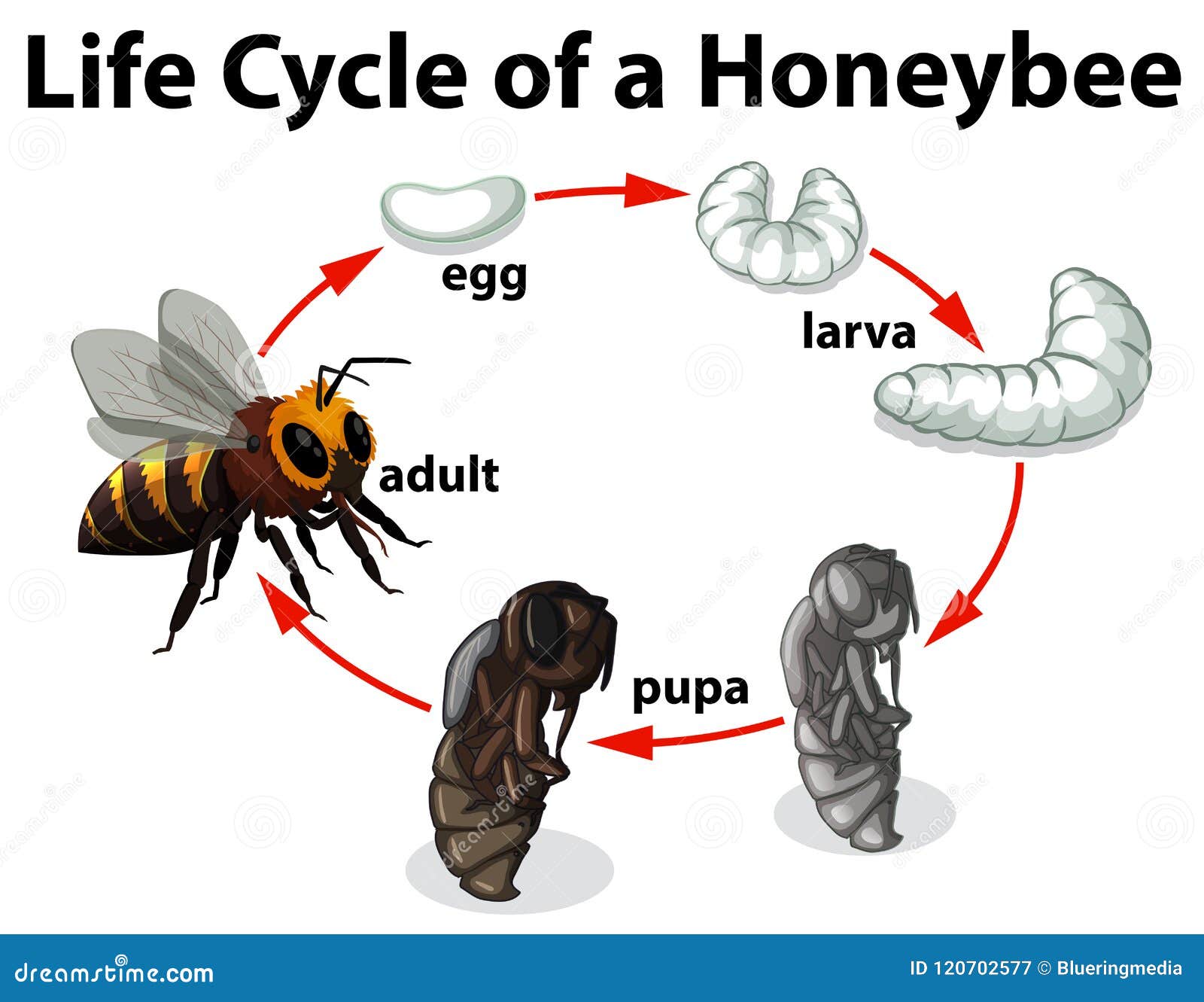 Ciclo de vida de una abeja ilustración del vector. Ilustración de fondo ...