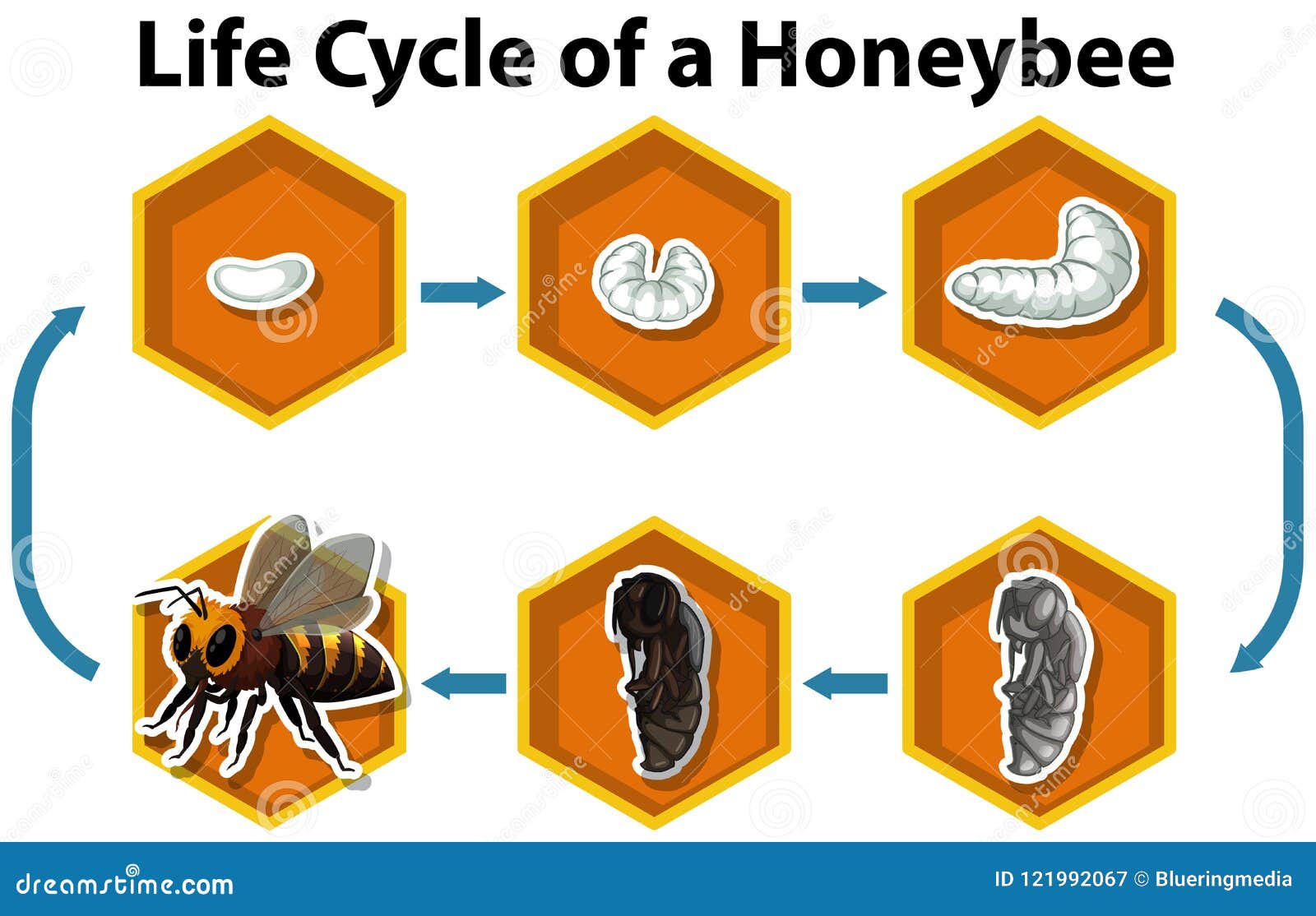 Ciclo de vida de una abeja ilustración del vector. Ilustración de ...
