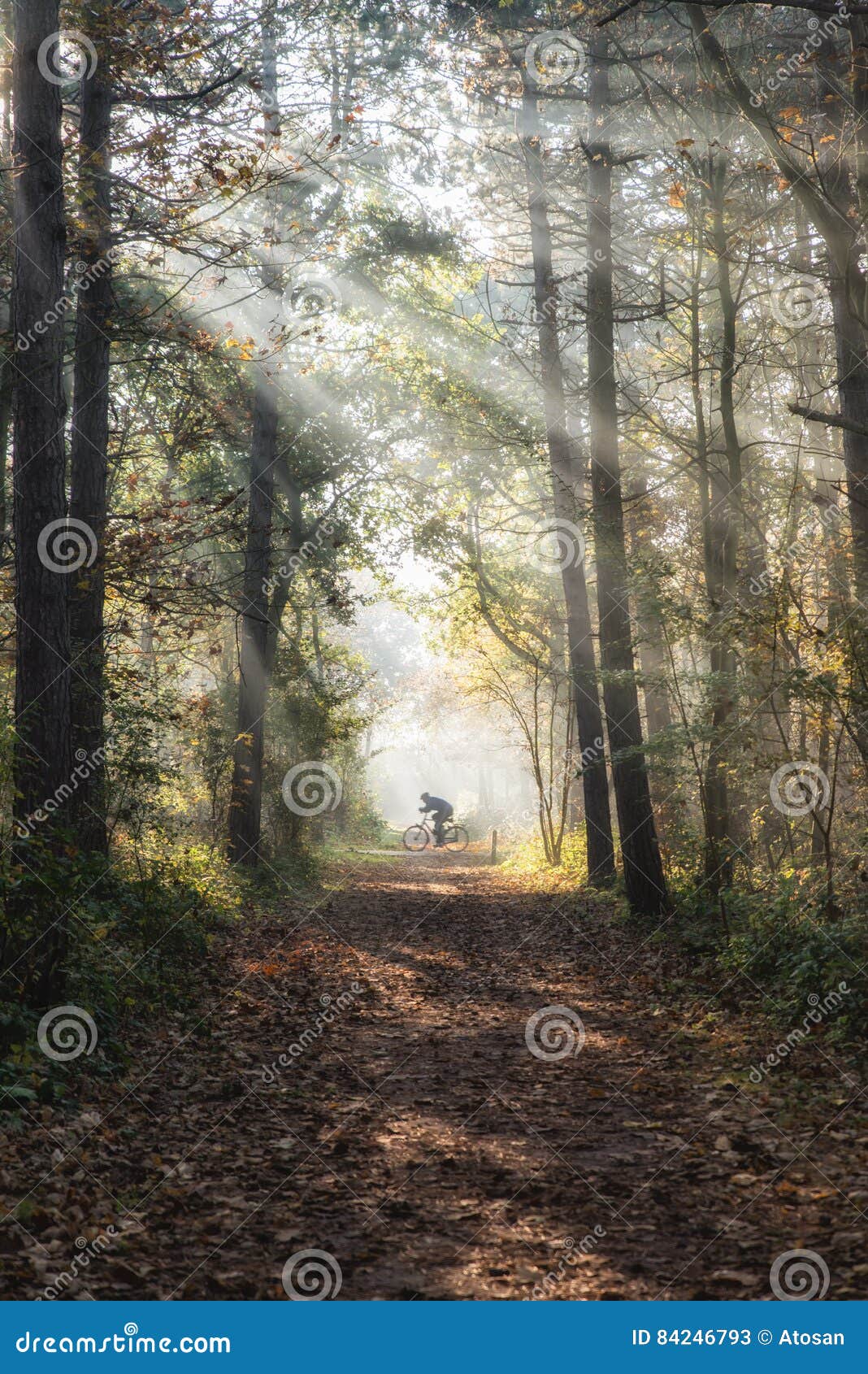 Ciclo del bosque imagen de archivo. Imagen de bosque - 84246793