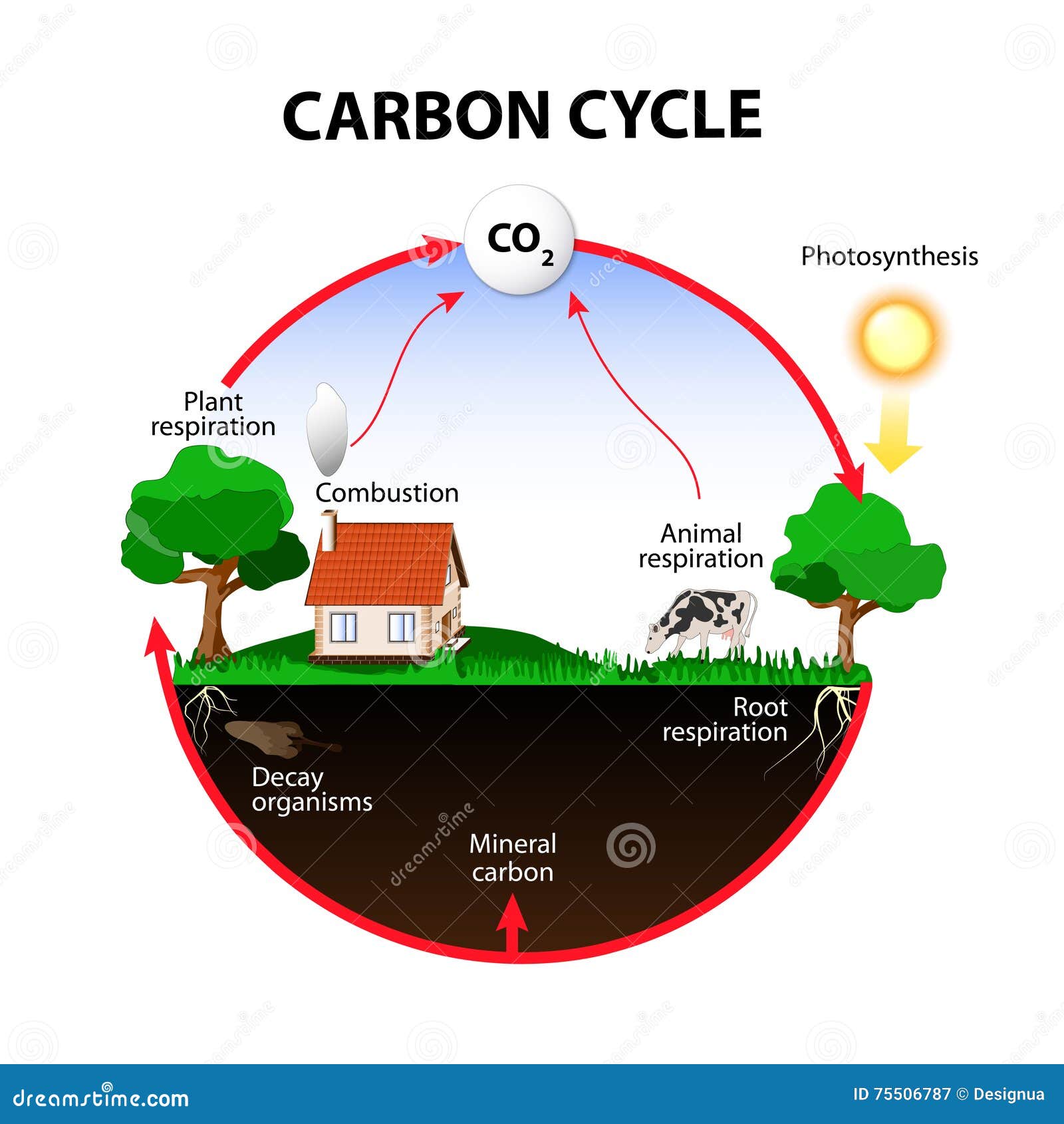 Semplice Diagramma Del Ciclo Del Carbonio Cos'è Il Ciclo Del Carbonio