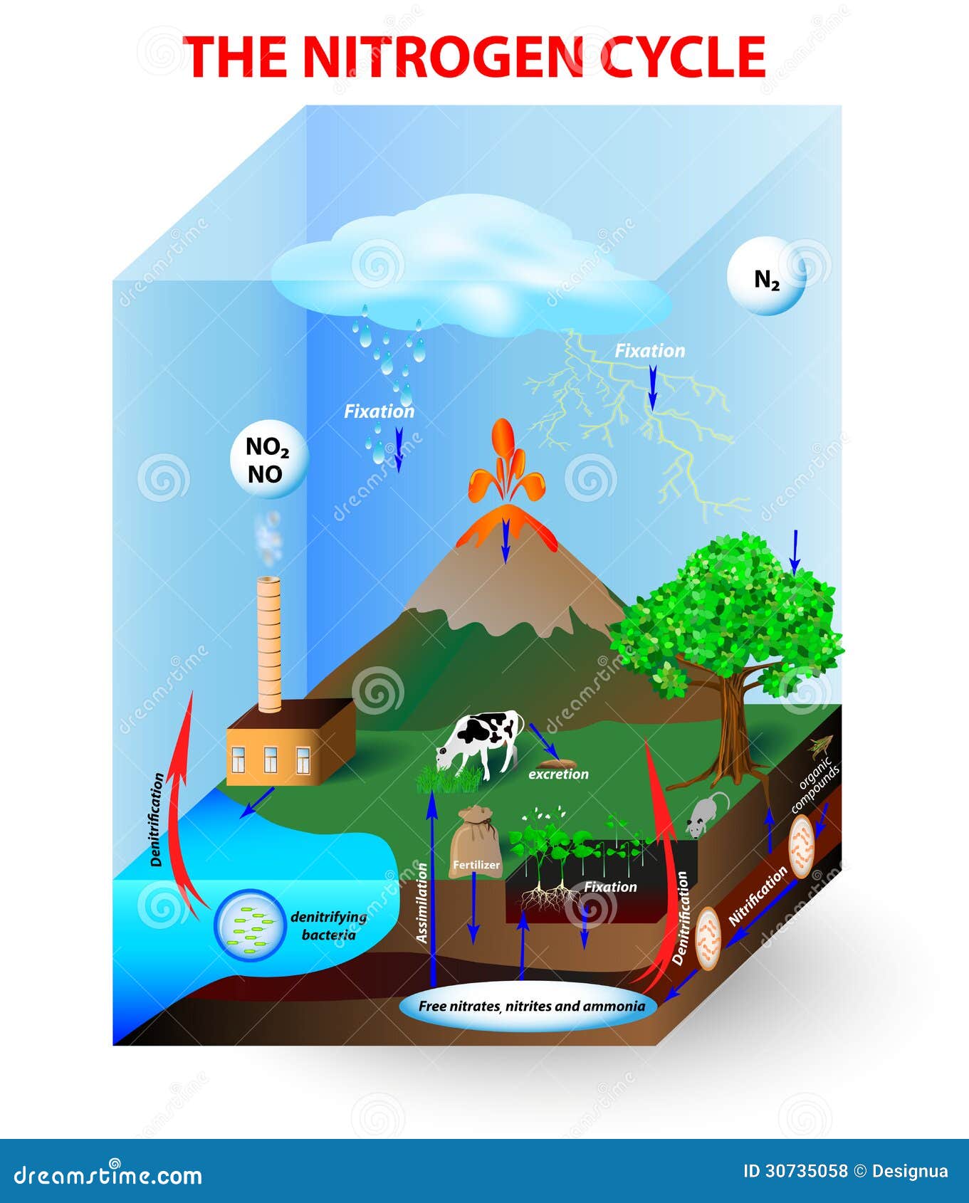 Ciclo Dell'azoto Oceano Ciclo Dell'azoto Illustrazione Vettoriale.