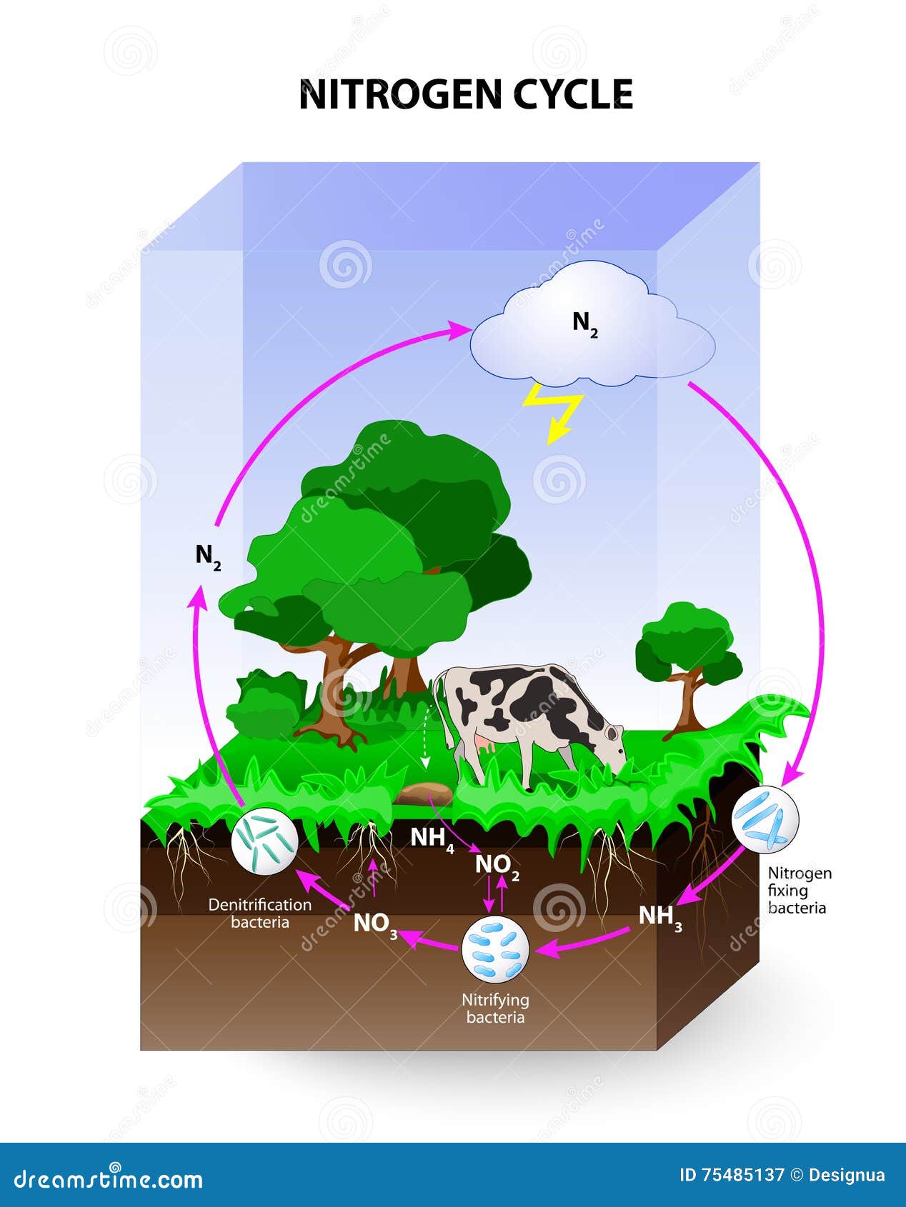 Ciclo dell'azoto illustrazione vettoriale. Illustrazione di fossile ...