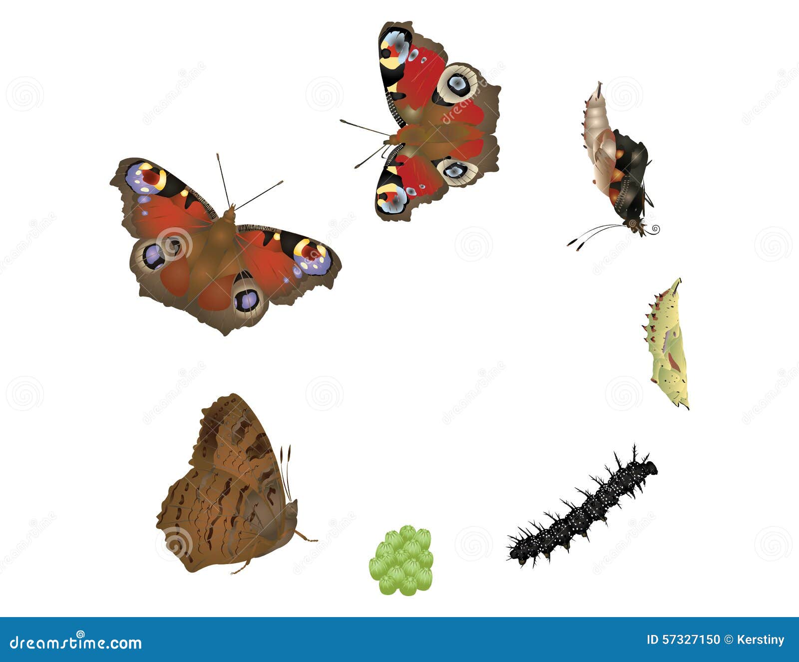 Ciclo Di Vita Della Farfalla Illustrazione di Stock - Illustrazione di contrassegno, raccolga ...