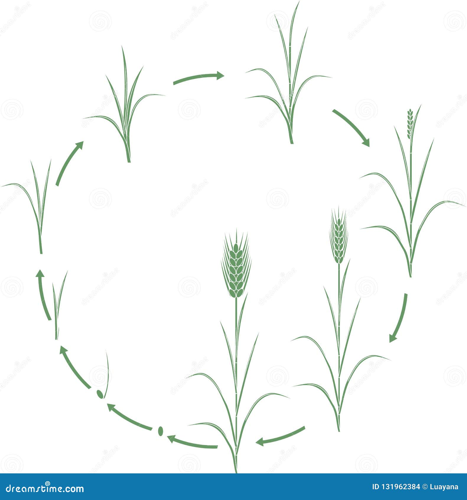 Ciclo di vita della segale illustrazione vettoriale. Illustrazione di ...