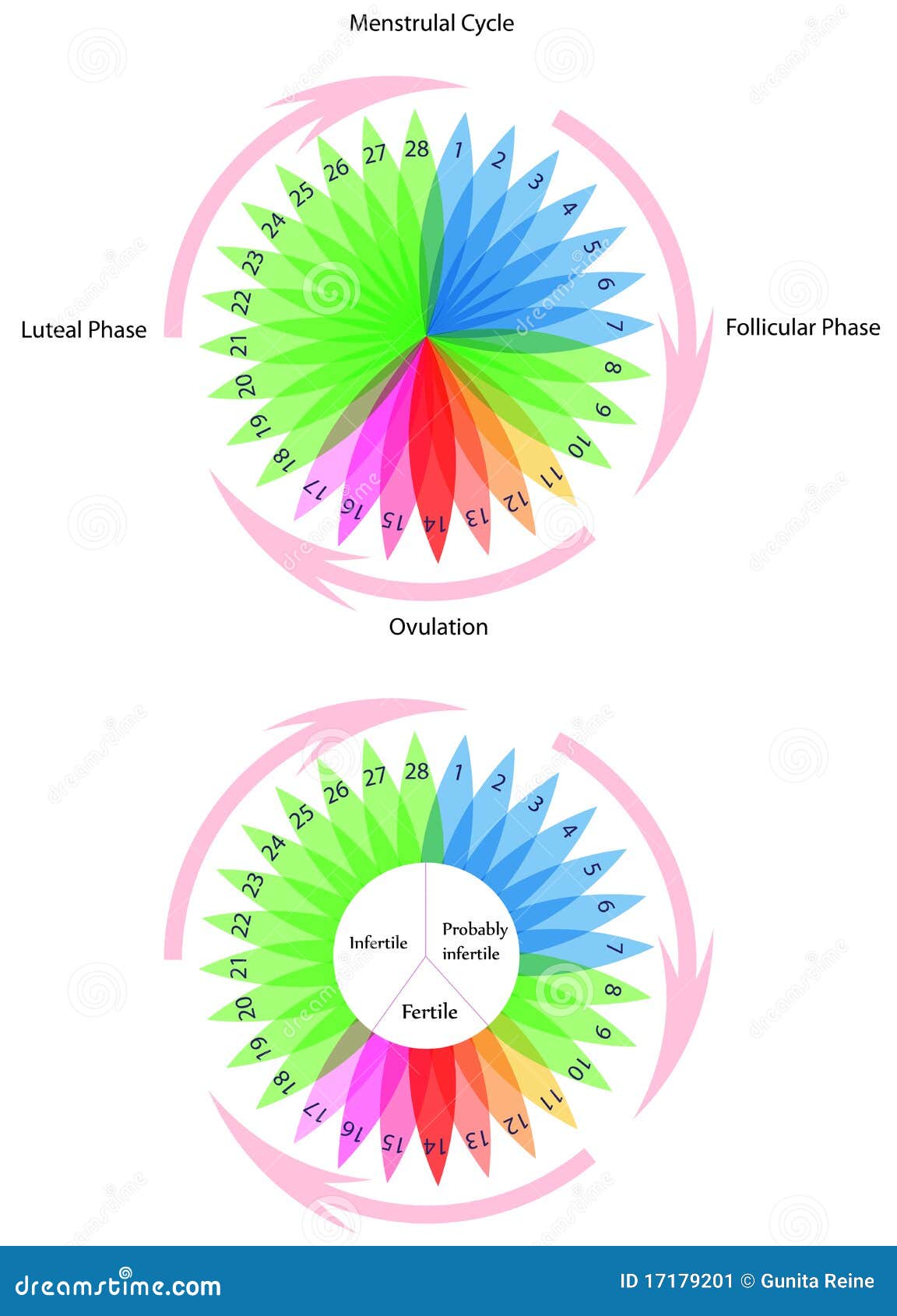 Ciclo mestruale illustrazione vettoriale. Illustrazione di calendario ...