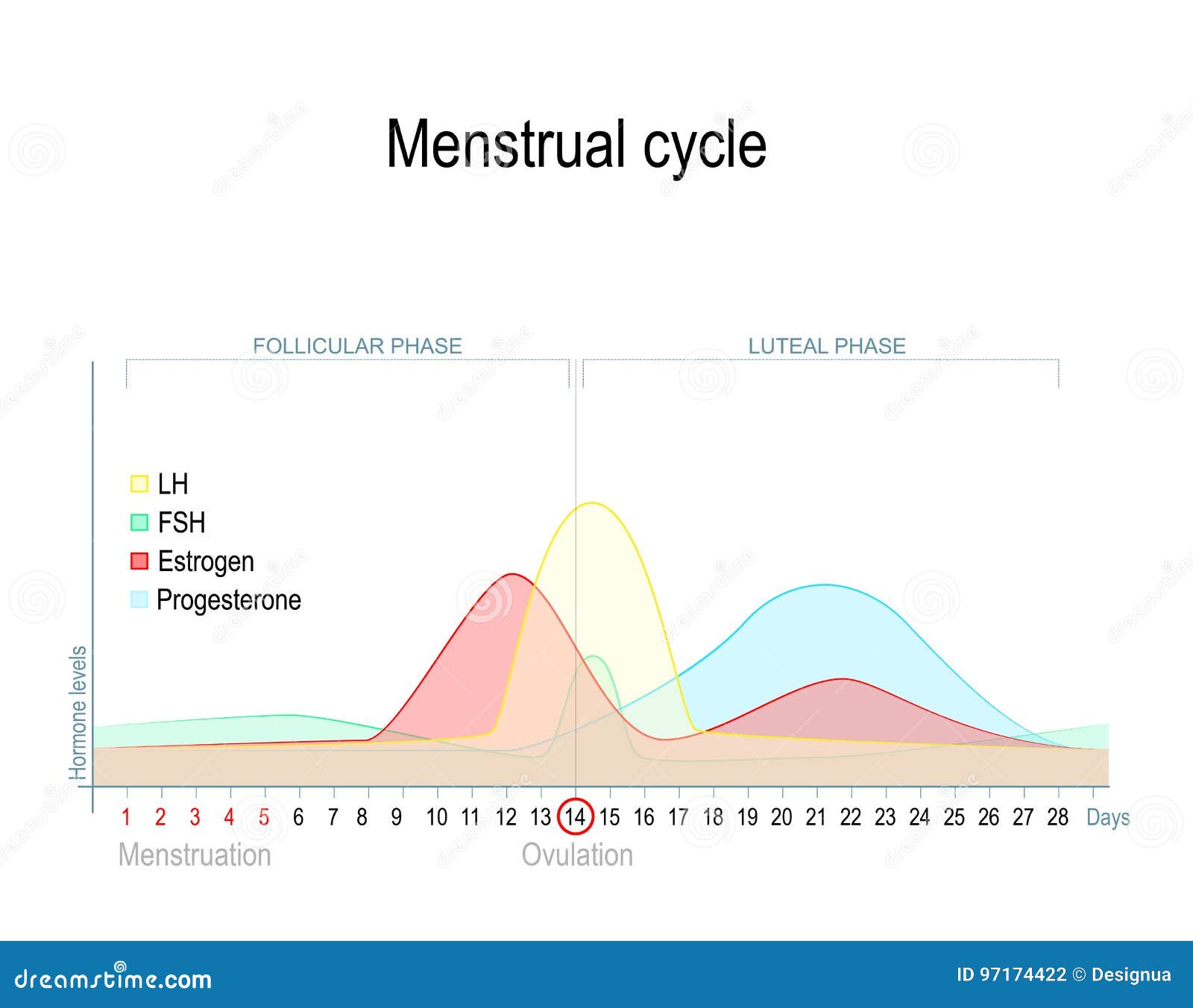 Ciclo mestruale illustrazione vettoriale. Illustrazione di cellula ...