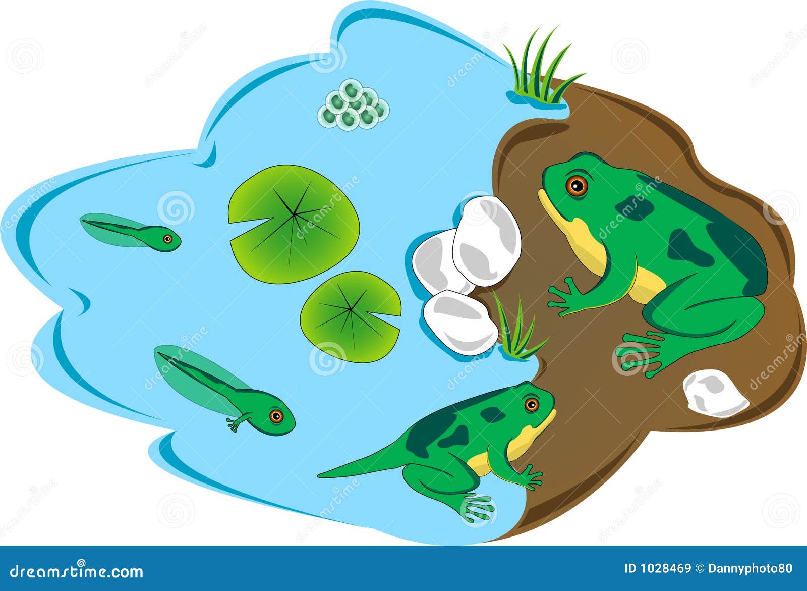 Ciclo vital de la rana stock de ilustración. Ilustración de escuela ...