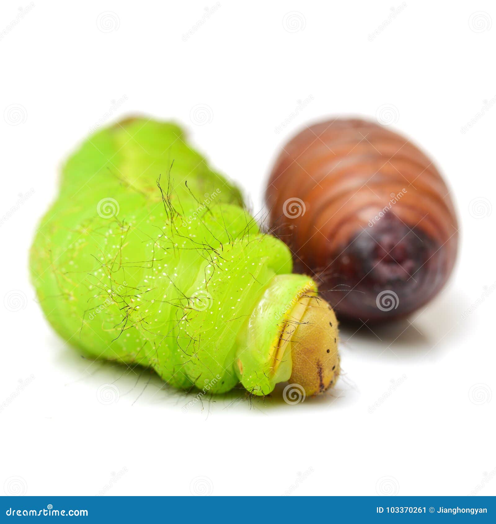 Ciclo Vital Del Gusano De Seda Imagen de archivo - Imagen de modelo ...