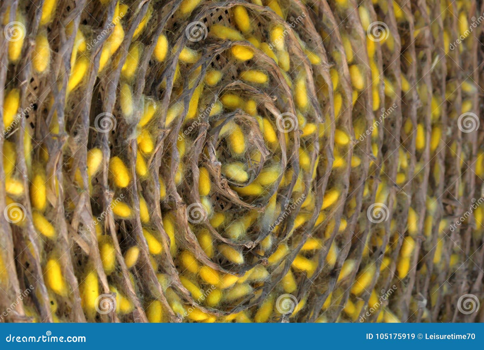 Ciclo Vital Del Gusano De Seda Imagen de archivo - Imagen de insecto ...