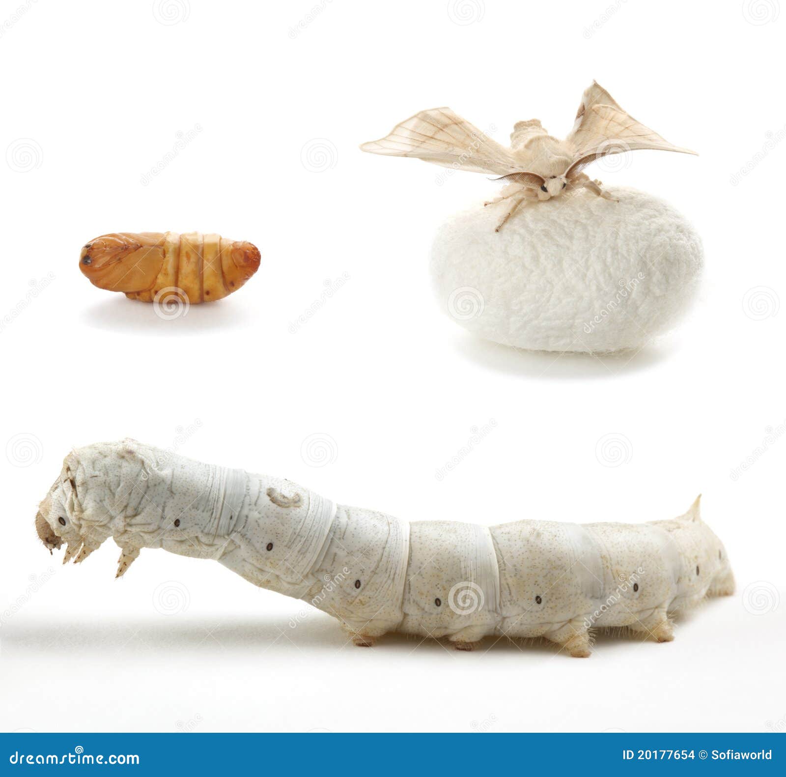 Ciclo Vital Del Gusano De Seda Foto de archivo - Imagen de silkworm ...