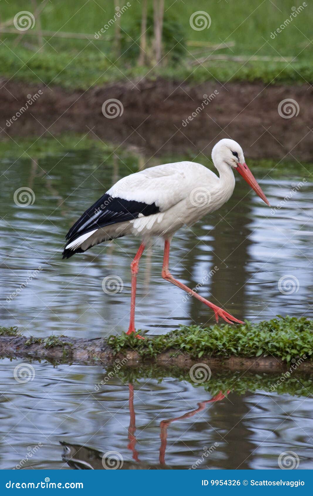 Cicogna Bianca (ciconia Di Ciconia) Fotografia Stock - Immagine di ...