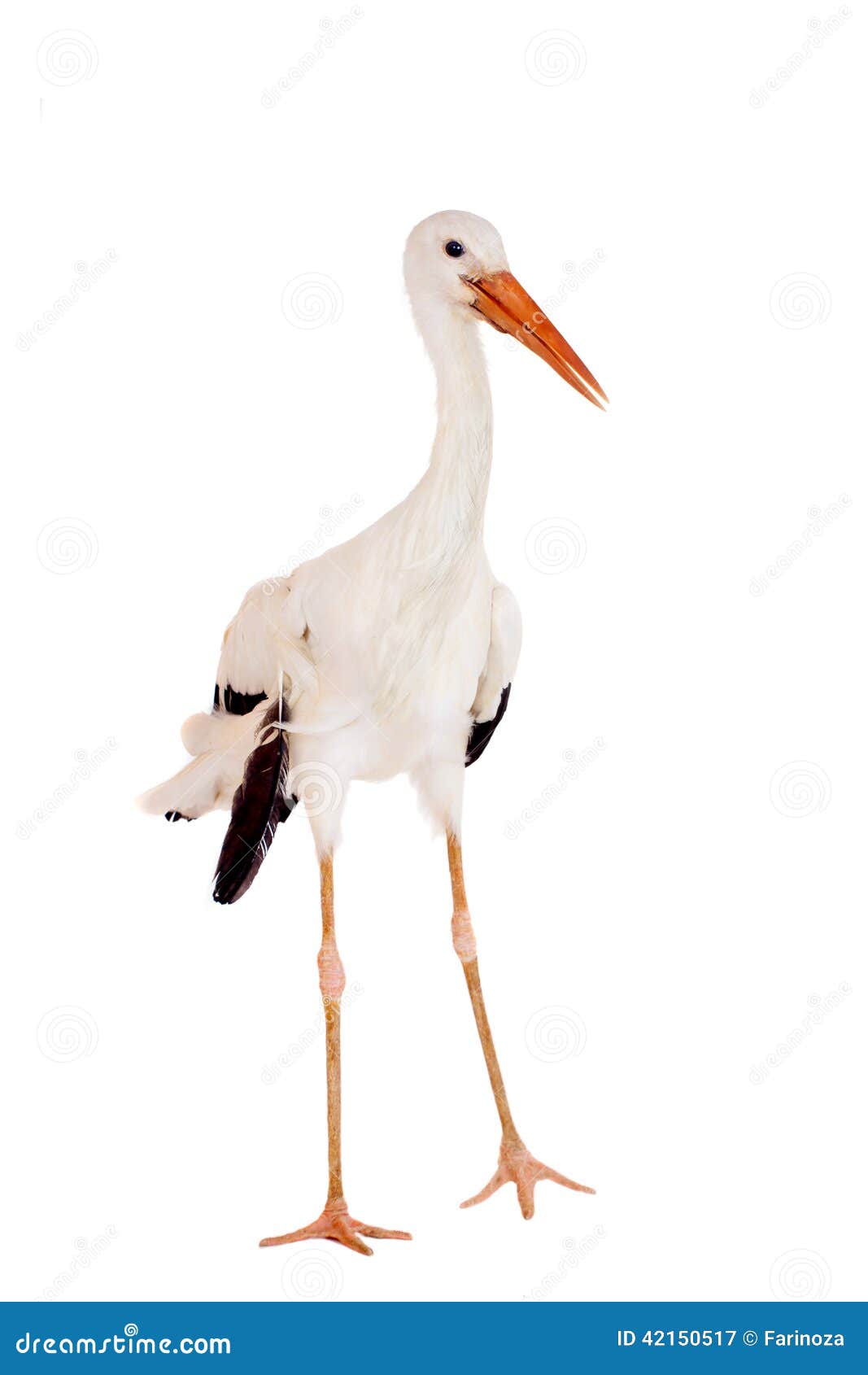Cicogna bianca su bianco immagine stock. Immagine di ornitologia - 42150517