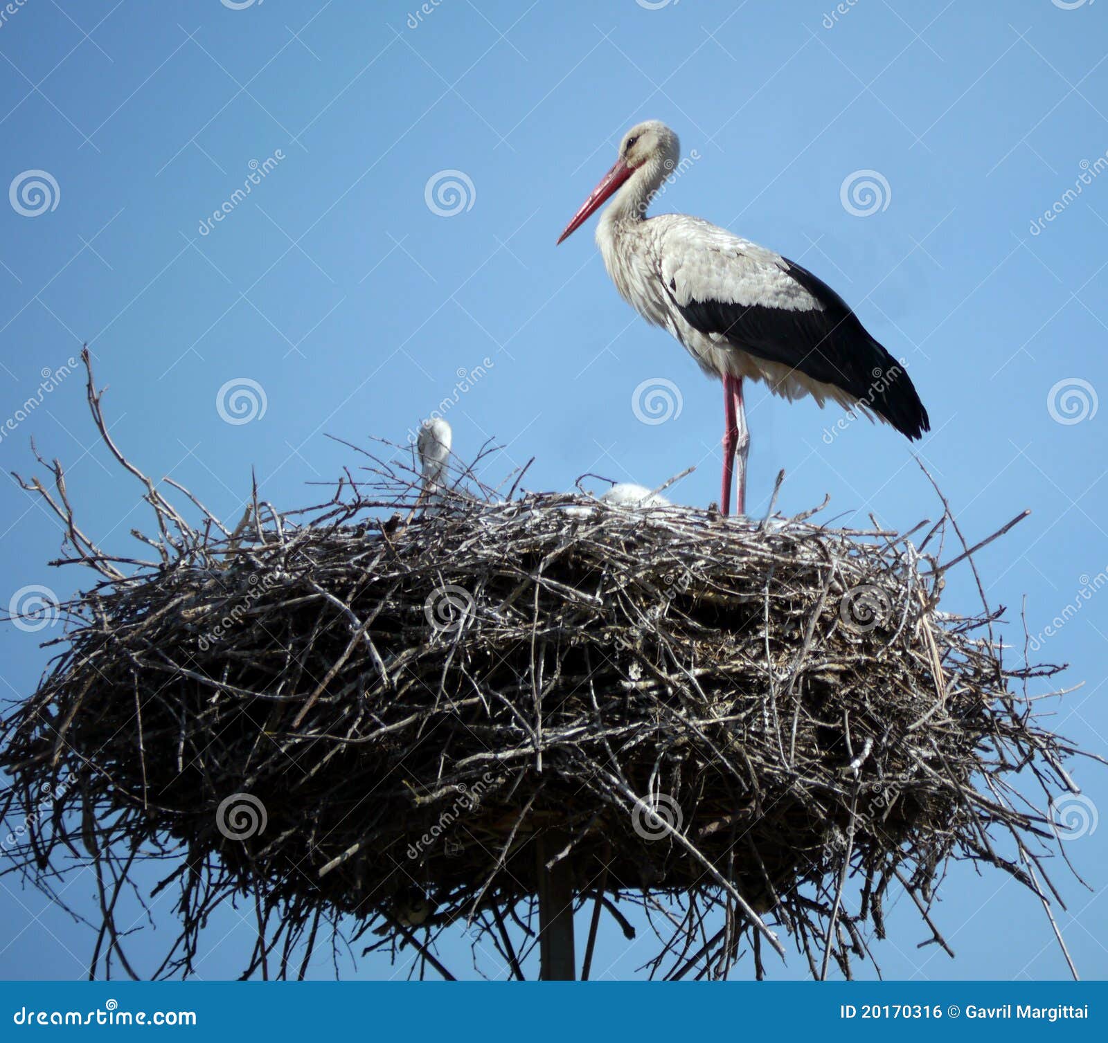 Cicogna nel suo nido fotografia stock. Immagine di madre - 20170316
