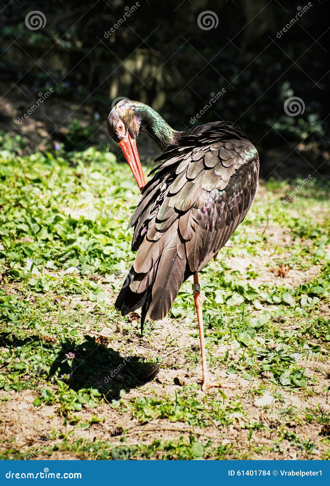 Cicogna Nera (nigra) Di Ciconia, Scena Animale Fotografia Stock ...