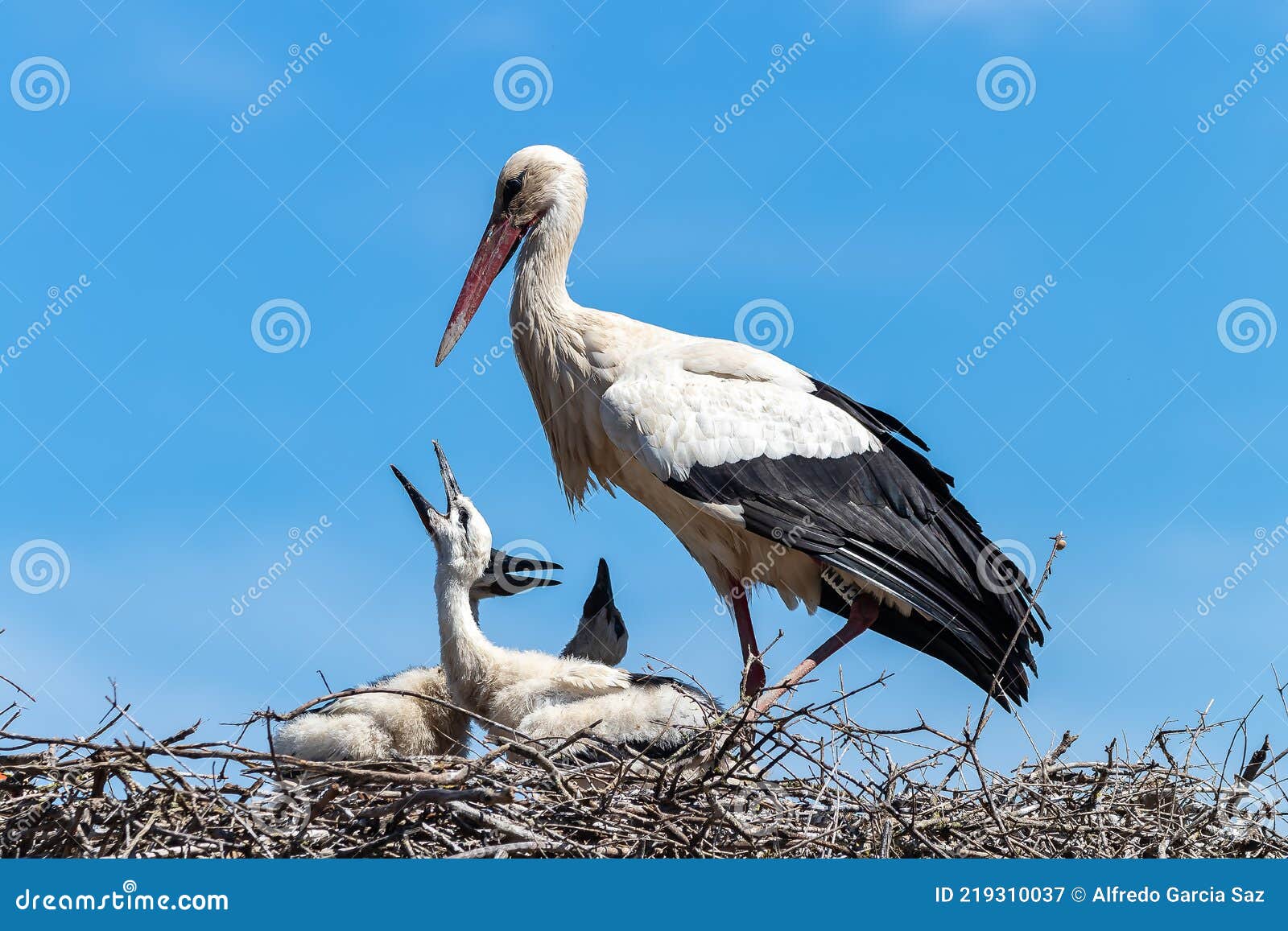 Ciconia Ciconia Ciconia Blanca En El Nido Con Sus Pollitos Imagen de ...