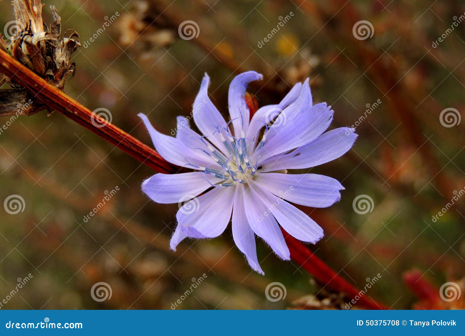 Cicoria fotografia stock. Immagine di cicoria, verde - 50375708