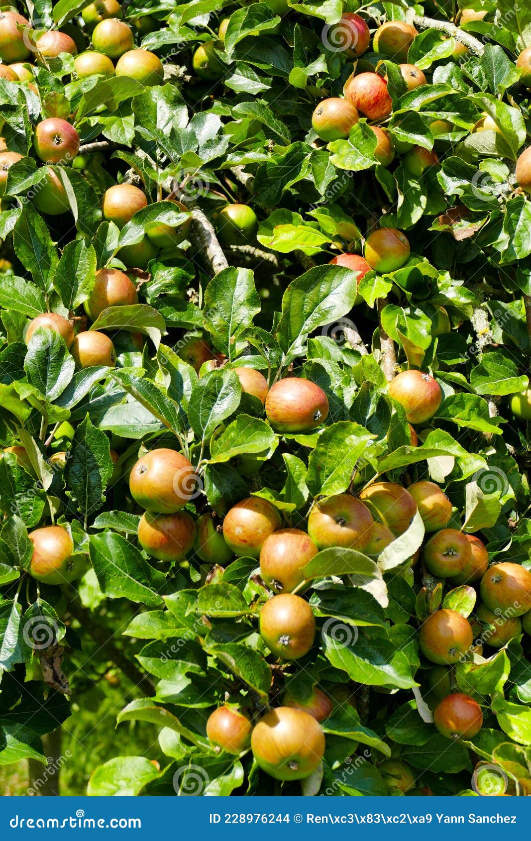 Cider Apple in an Orchard Near Lorient in Brittany Stock Photo - Image ...