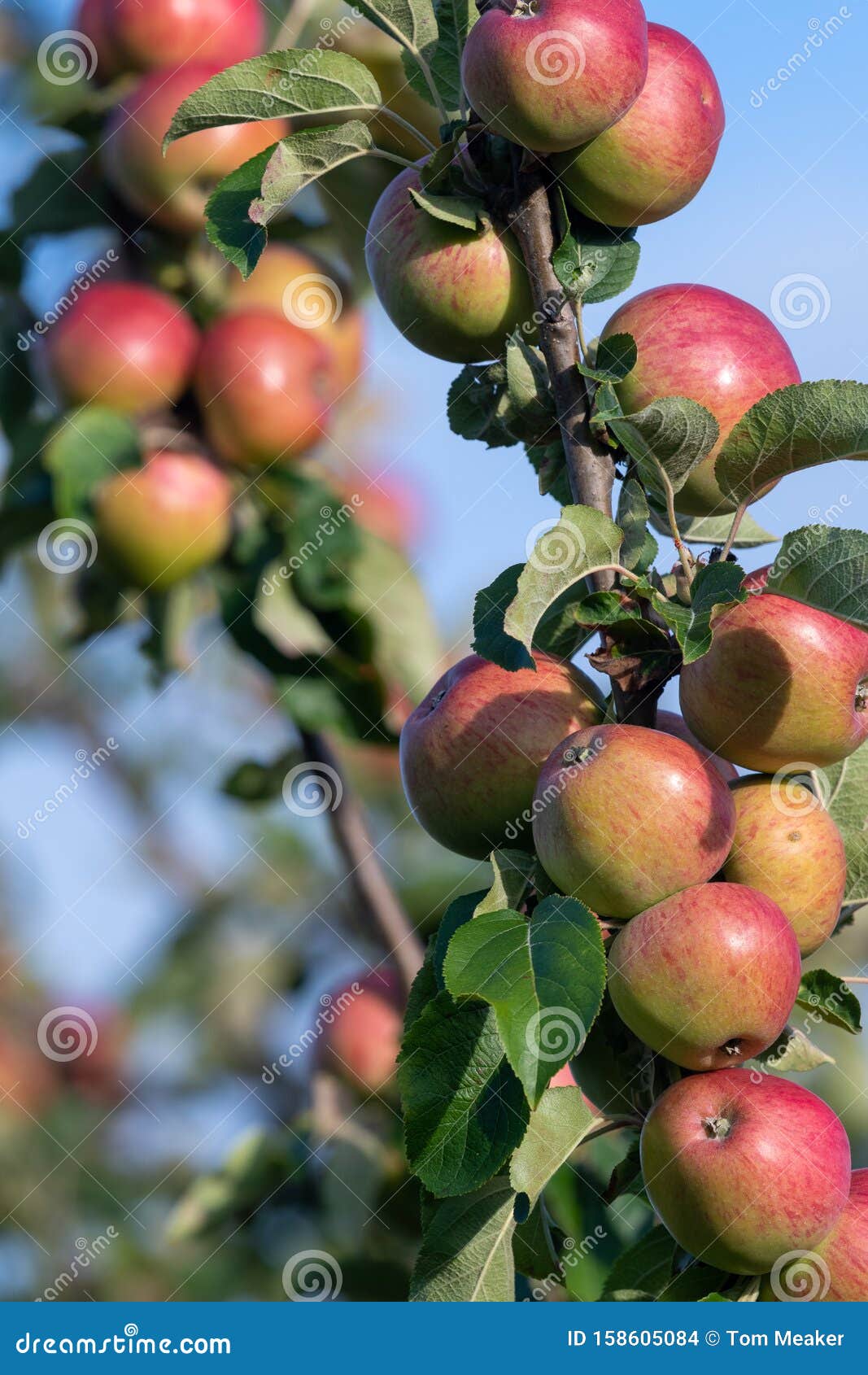 Cider apples stock photo. Image of crop, agriculture - 158605084