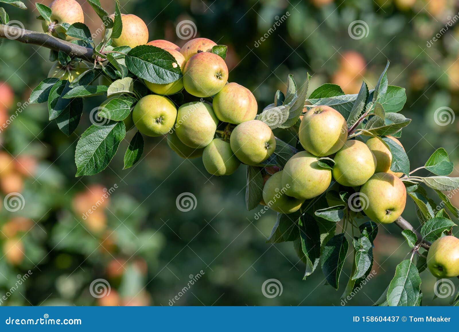 Cider apples stock image. Image of closeup, apples, outdoors - 158604437