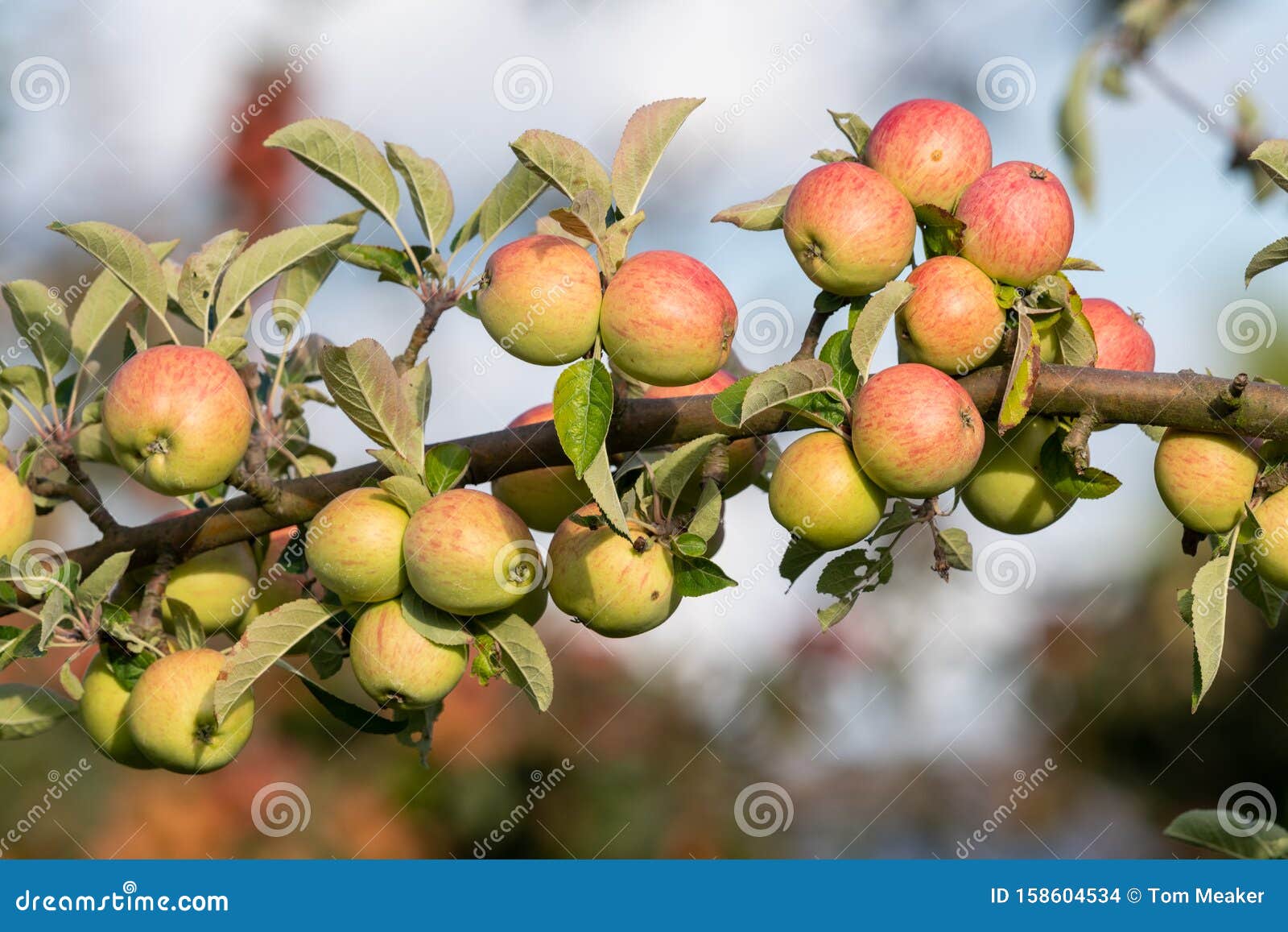 Cider apples stock photo. Image of outdoors, closeup - 158604534