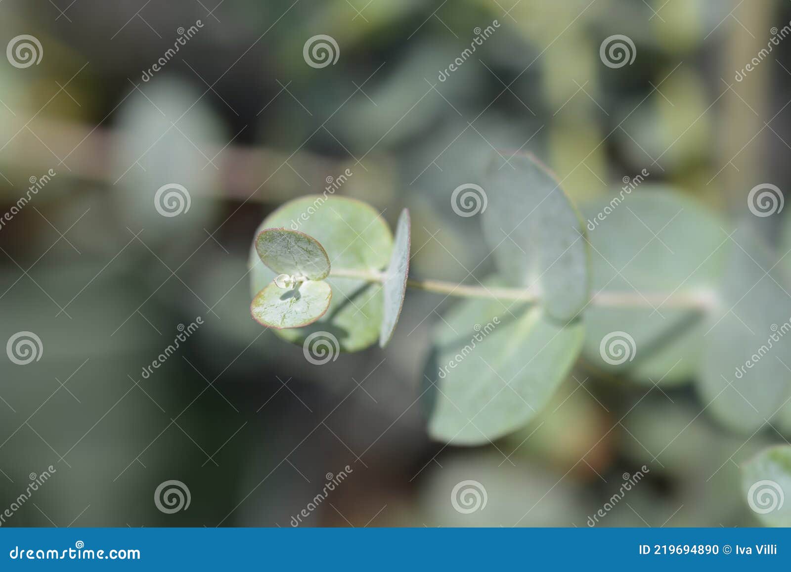 Cider gum stock photo. Image of leaf, plant, botany - 219694890
