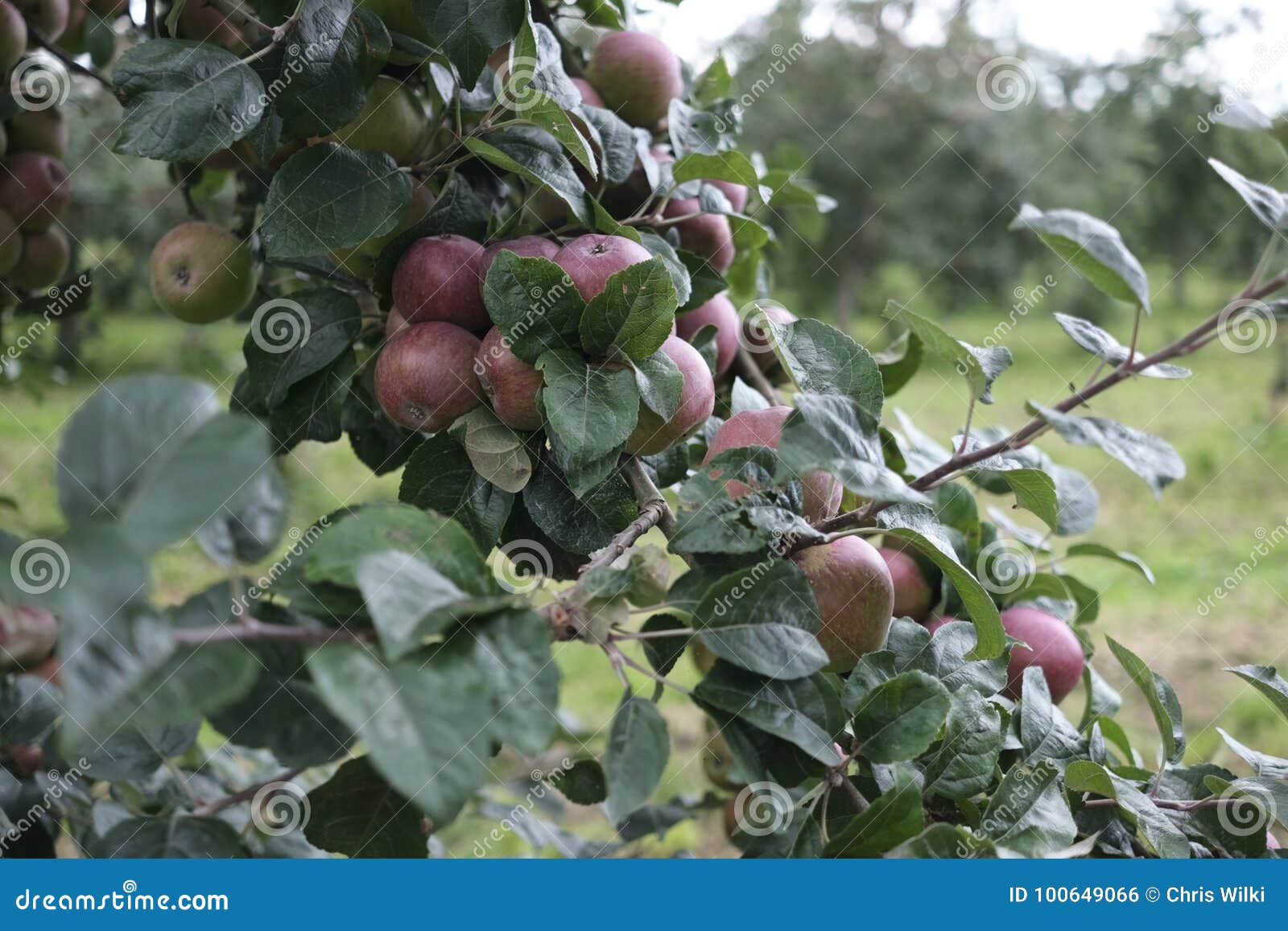 Apples in an Orchard stock photo. Image of countryside - 100649066