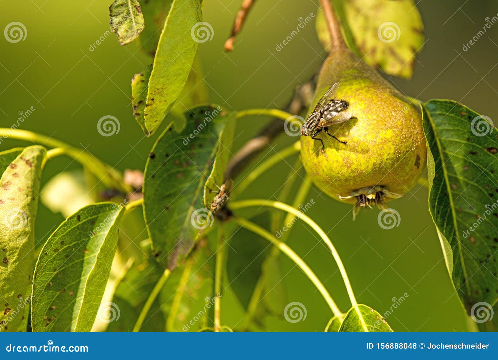 Cider Pear on a Tree with Fly Stock Photo - Image of grow, freshness ...