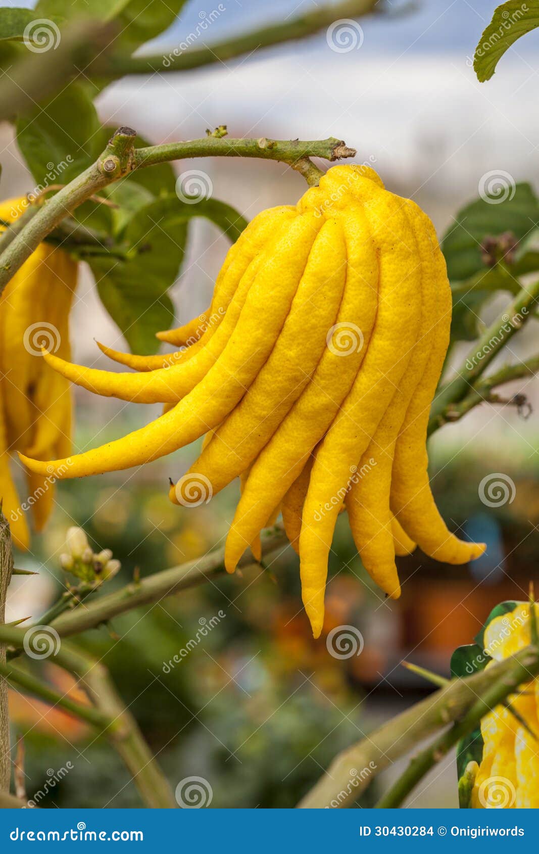 Cidra foto de archivo. Imagen de aislado, exterior, alimento - 30430284