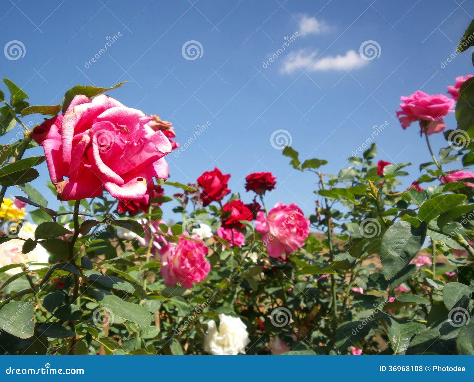 Cielo Azul De La Flor De Rose Foto de archivo - Imagen de verde ...