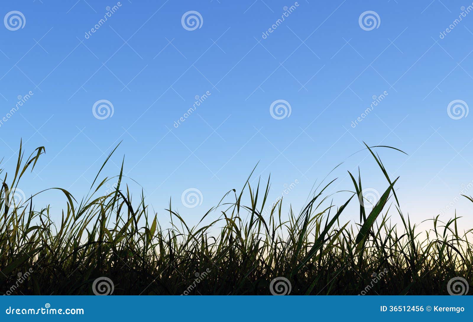 Cielo azul del prado stock de ilustración. Ilustración de campo - 36512456