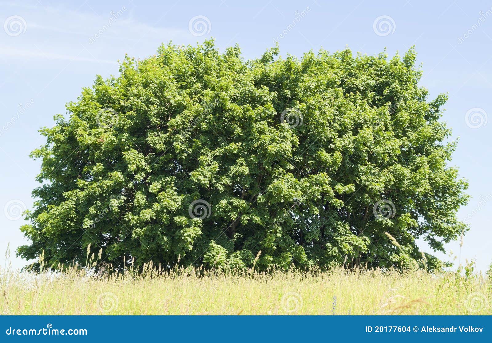 Cielo Blu, Cespuglio Verde, Erba Gialla Fotografia Stock - Immagine di ...