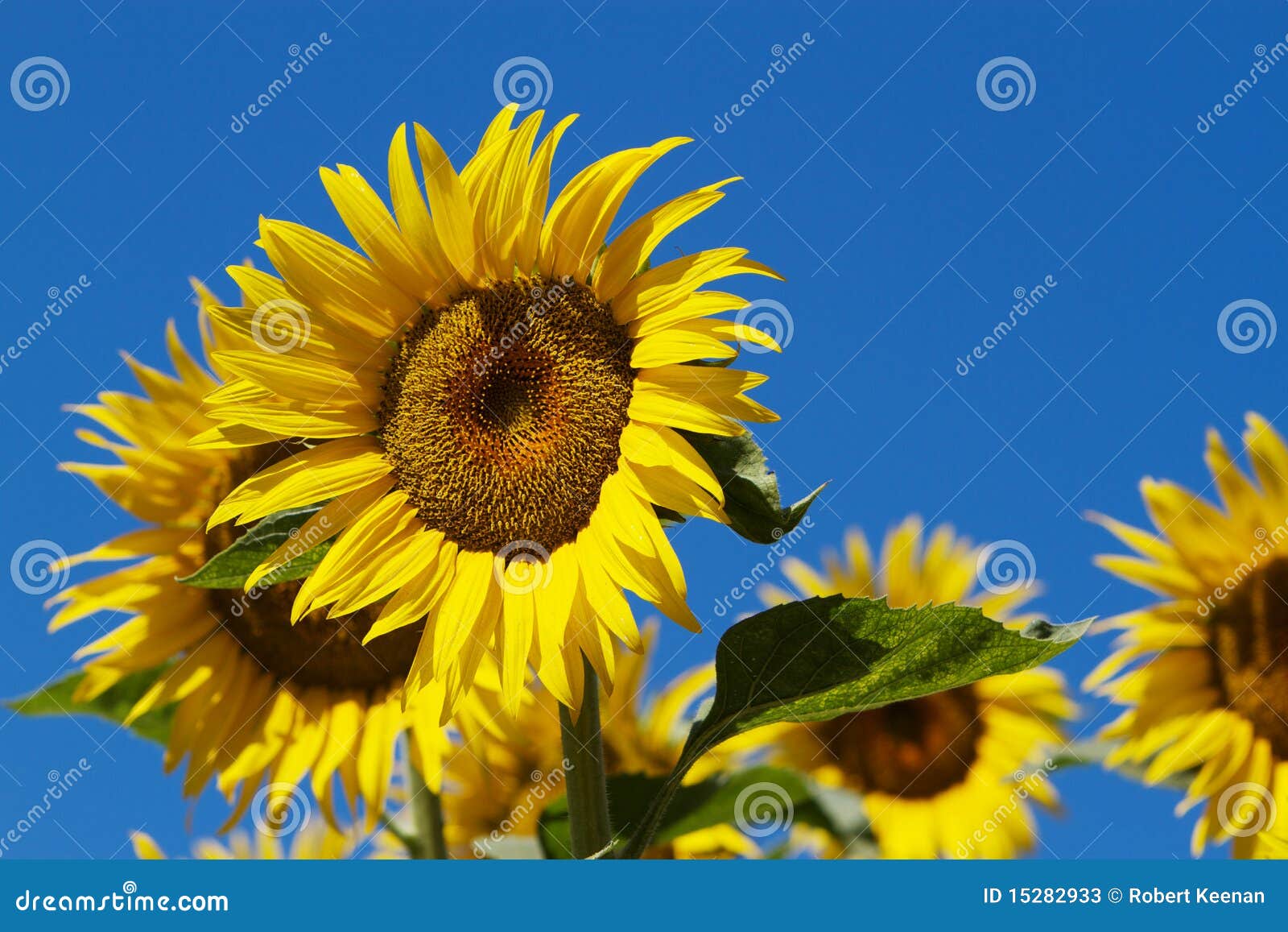 Cielo blu del fiore di Sun immagine stock. Immagine di bellezza - 15282933
