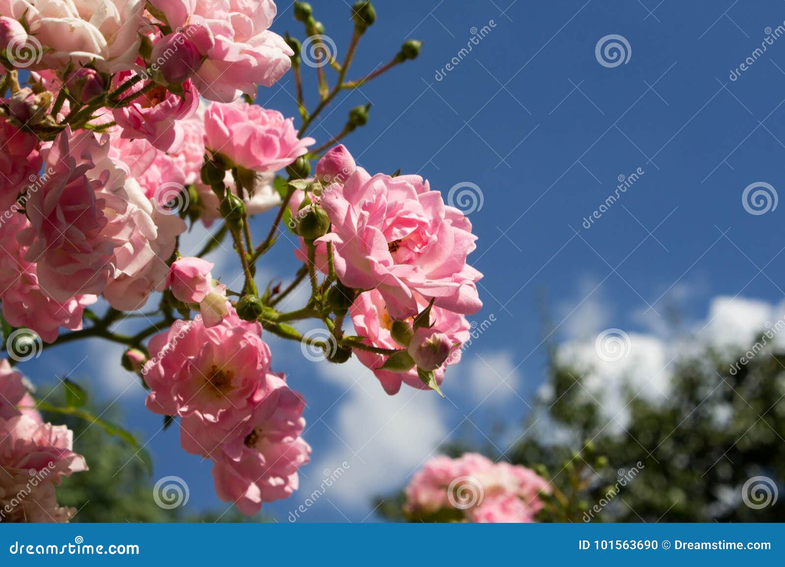 Cielo Por Completo De Rosas Foto de archivo - Imagen de puntos ...