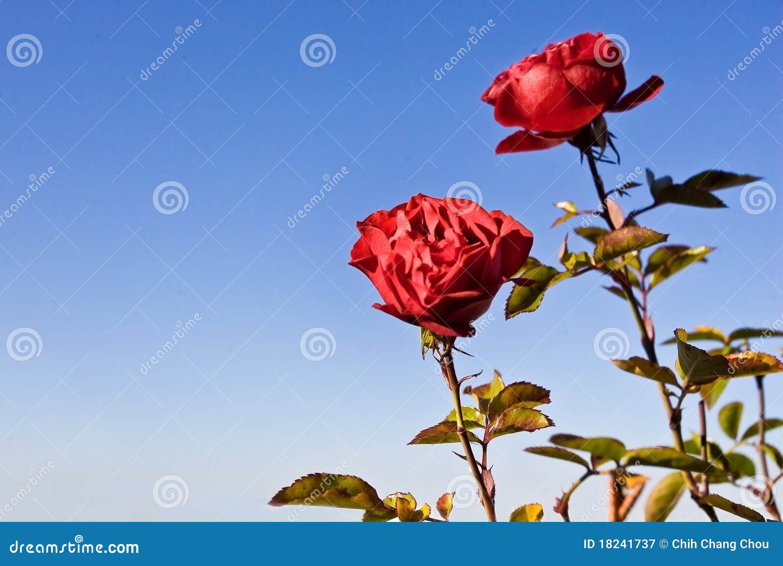 CIELO y Rose imagen de archivo. Imagen de pétalos, cielo - 18241737