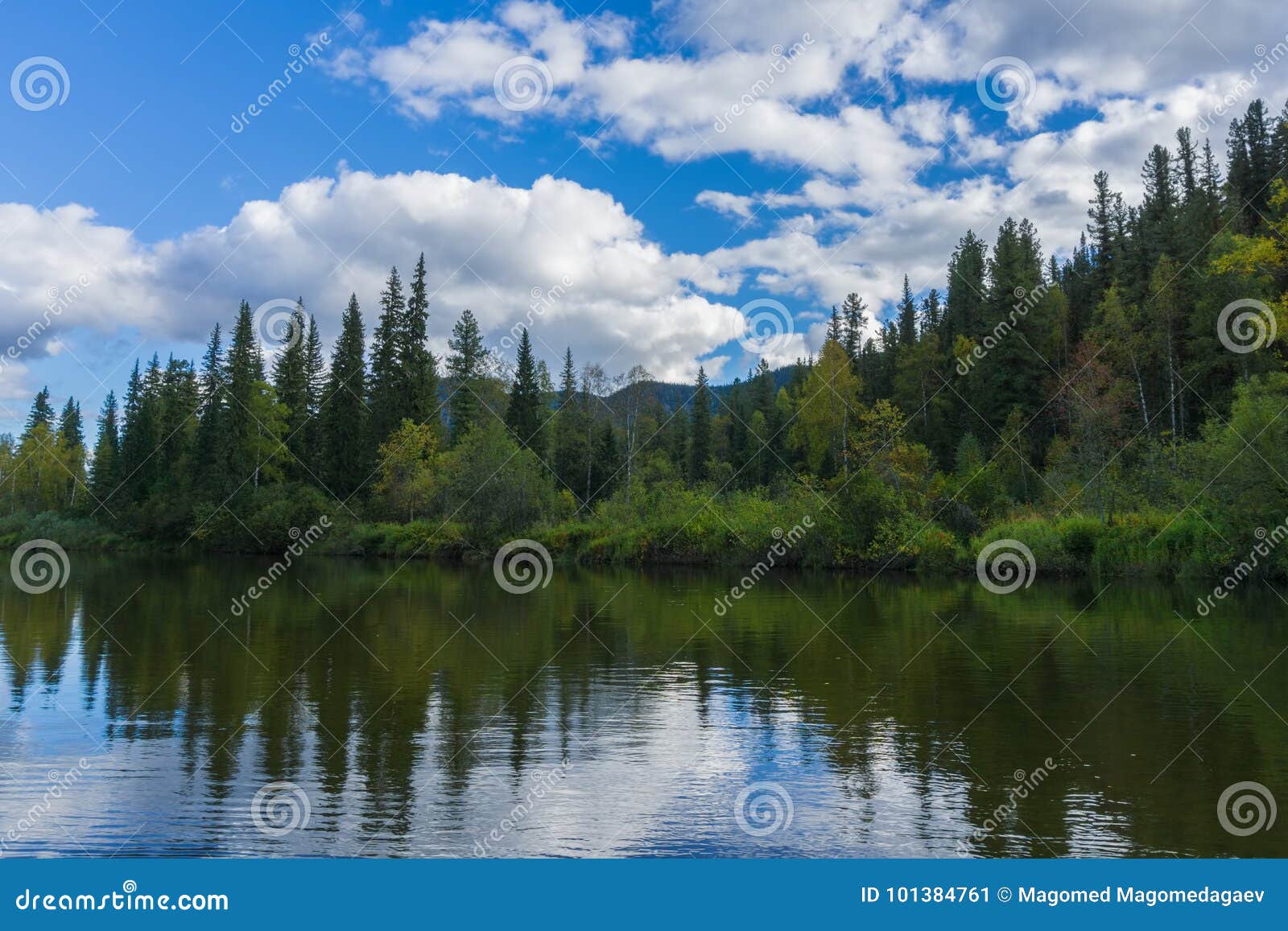 Ciemna tajga obraz stock. Obraz złożonej z horyzontalny - 101384761