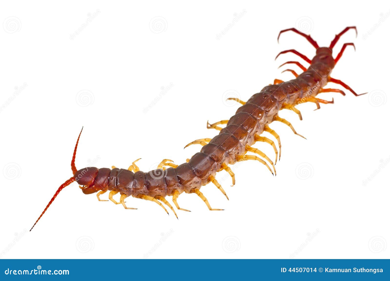 Ciempiés foto de archivo. Imagen de espeluznante, insecto - 44507014