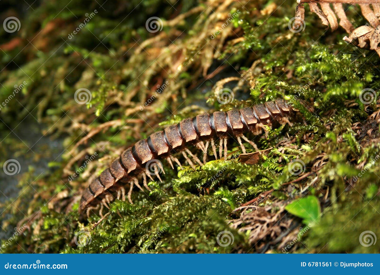 Ciempiés imagen de archivo. Imagen de habitat, central - 6781561