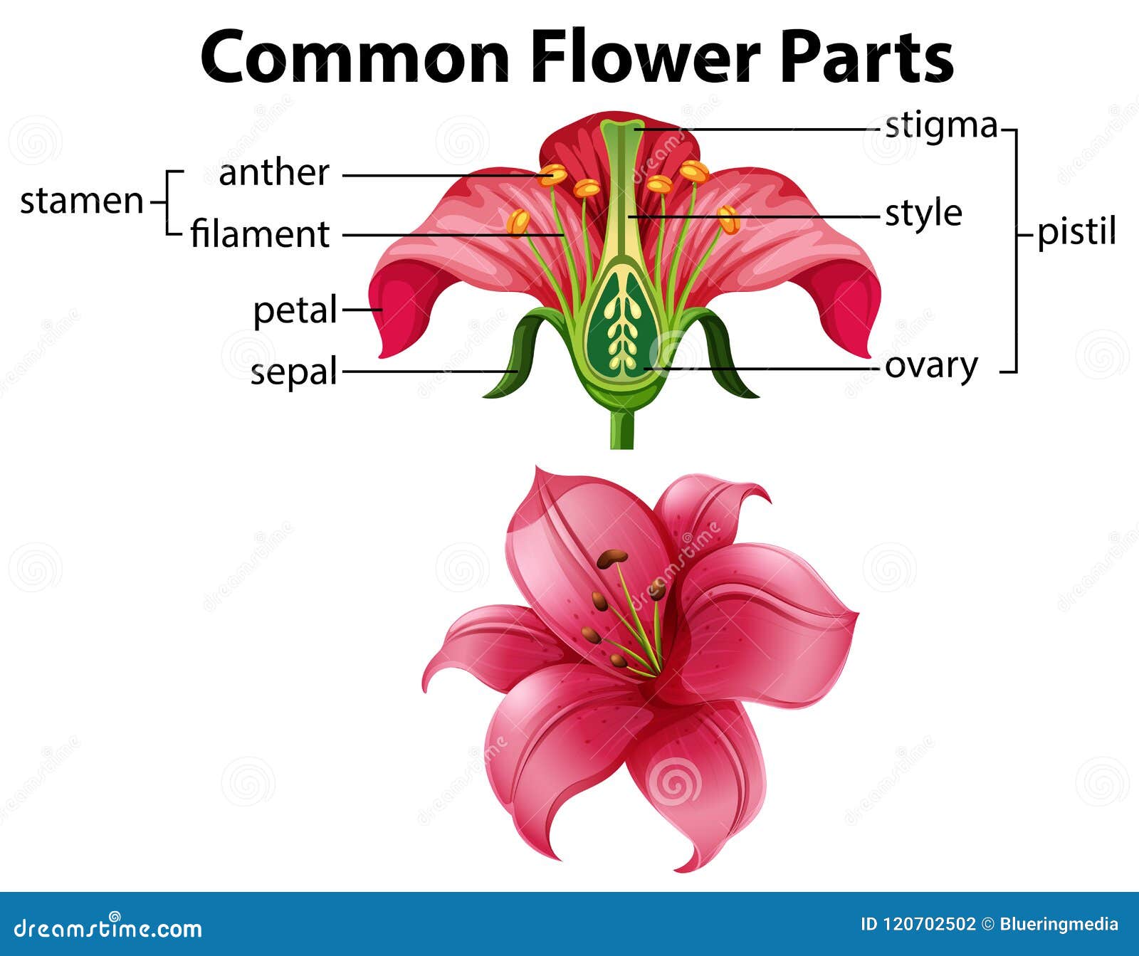 Ciencia De Las Piezas Comunes De La Flor Ilustración del Vector ...