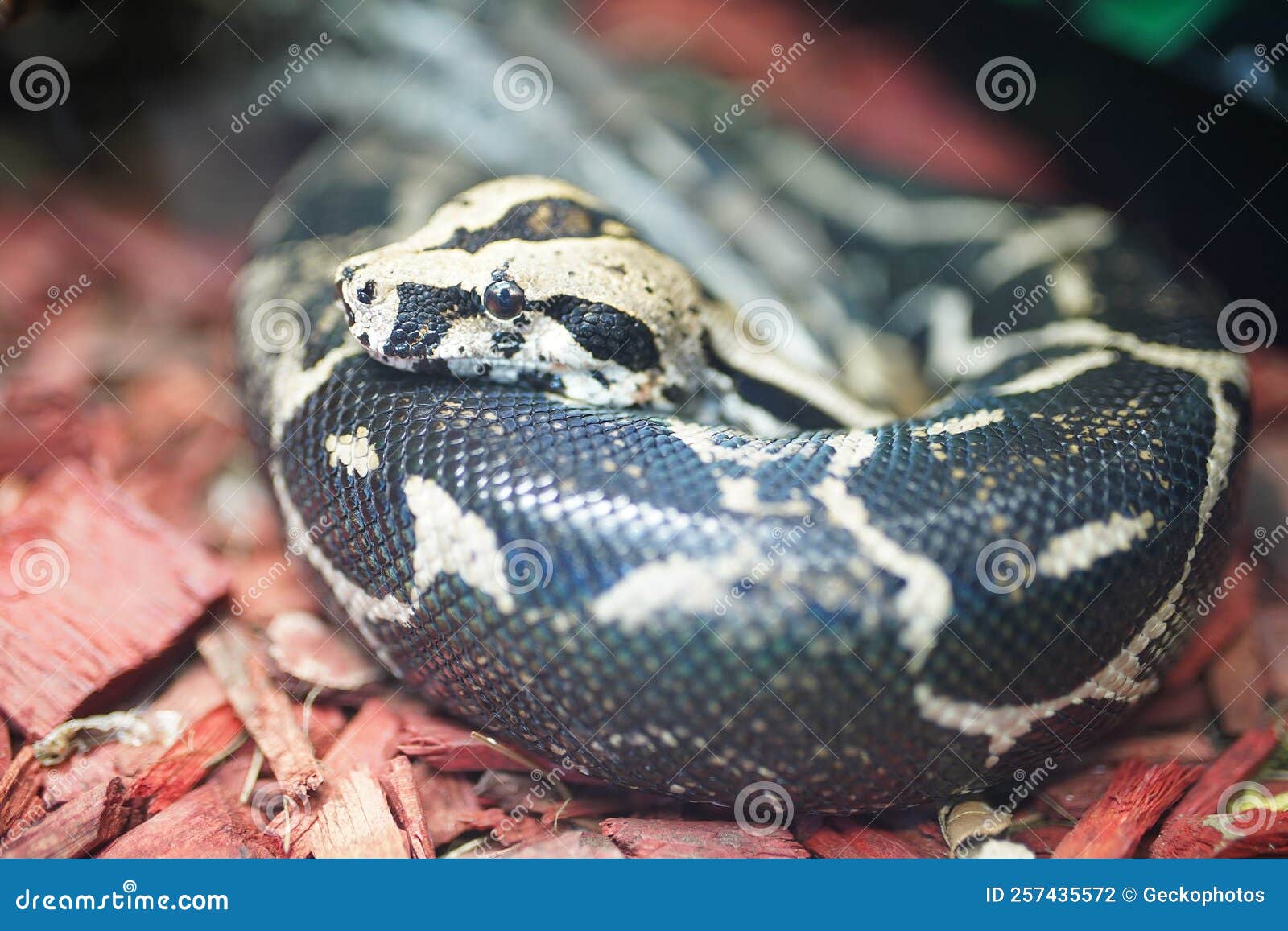 Cierre De Cabeza De Serpiente Real Python Foto de archivo - Imagen de ...