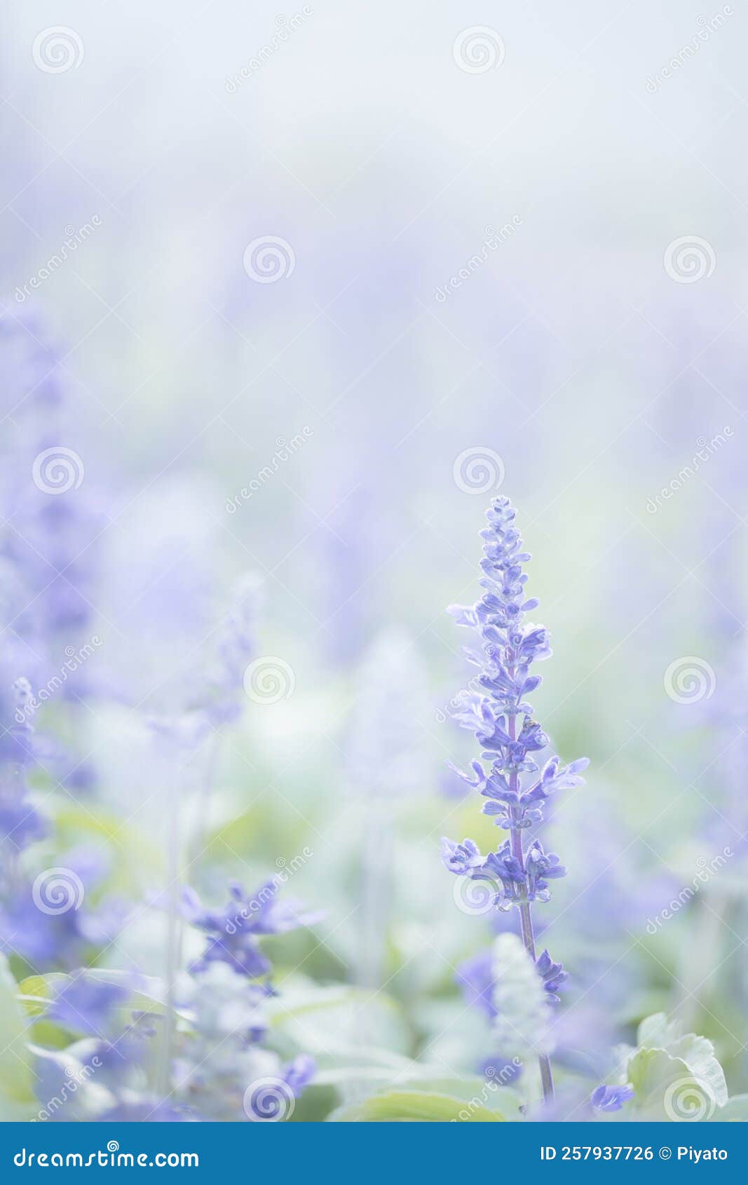 Cierre De Flores De Lavanda En Color Azul Pastel Foto de archivo ...